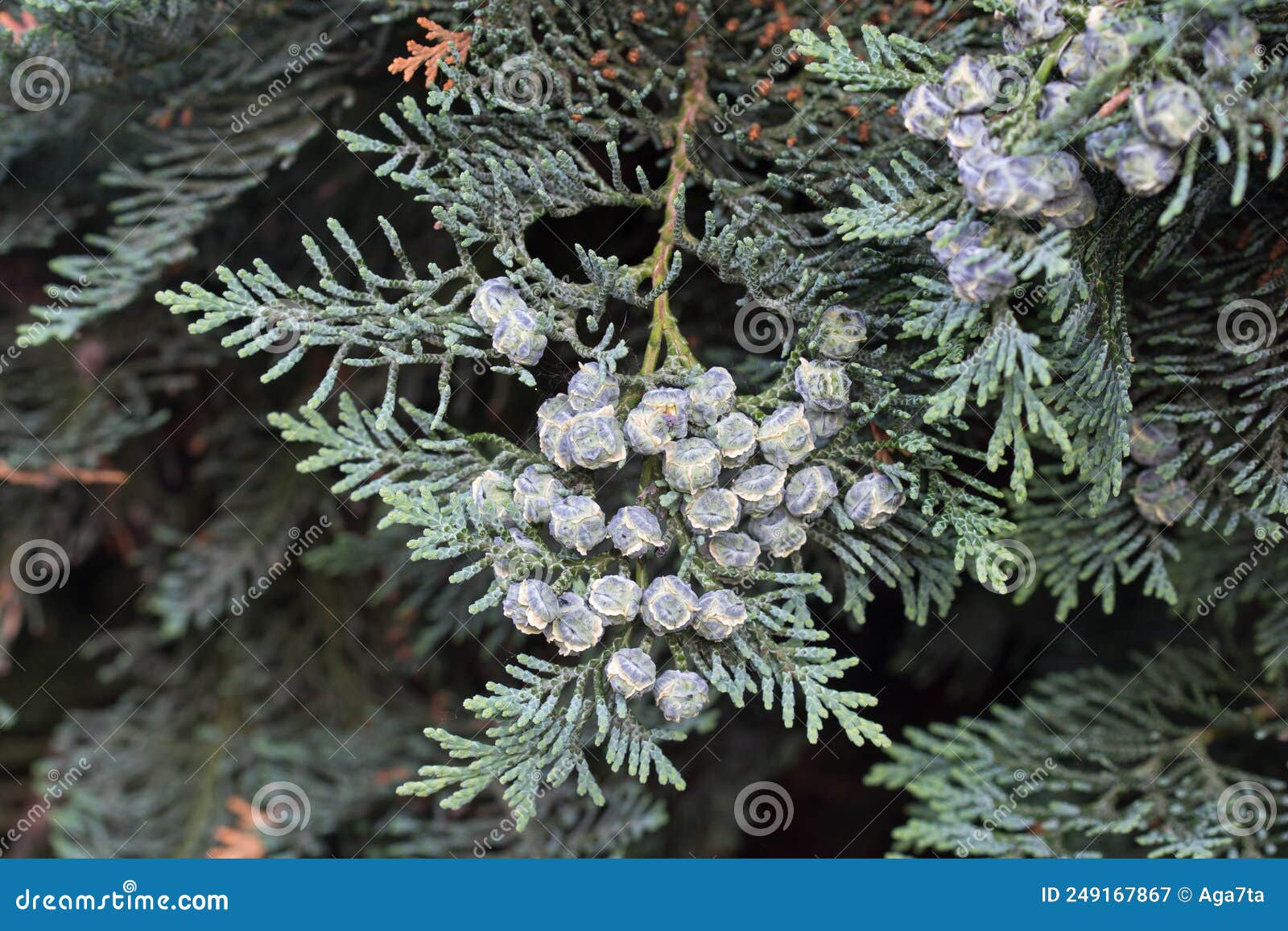 Thuya Fruits Closeup Selective Focus Stock Image - Image of cultivated ...