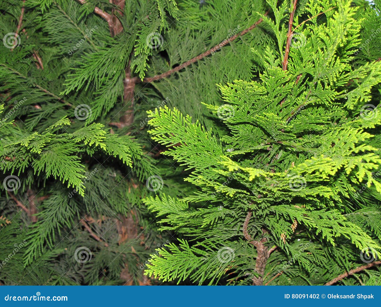 Thuya stock photo. Image of outdoor, gardening, branch - 80091402