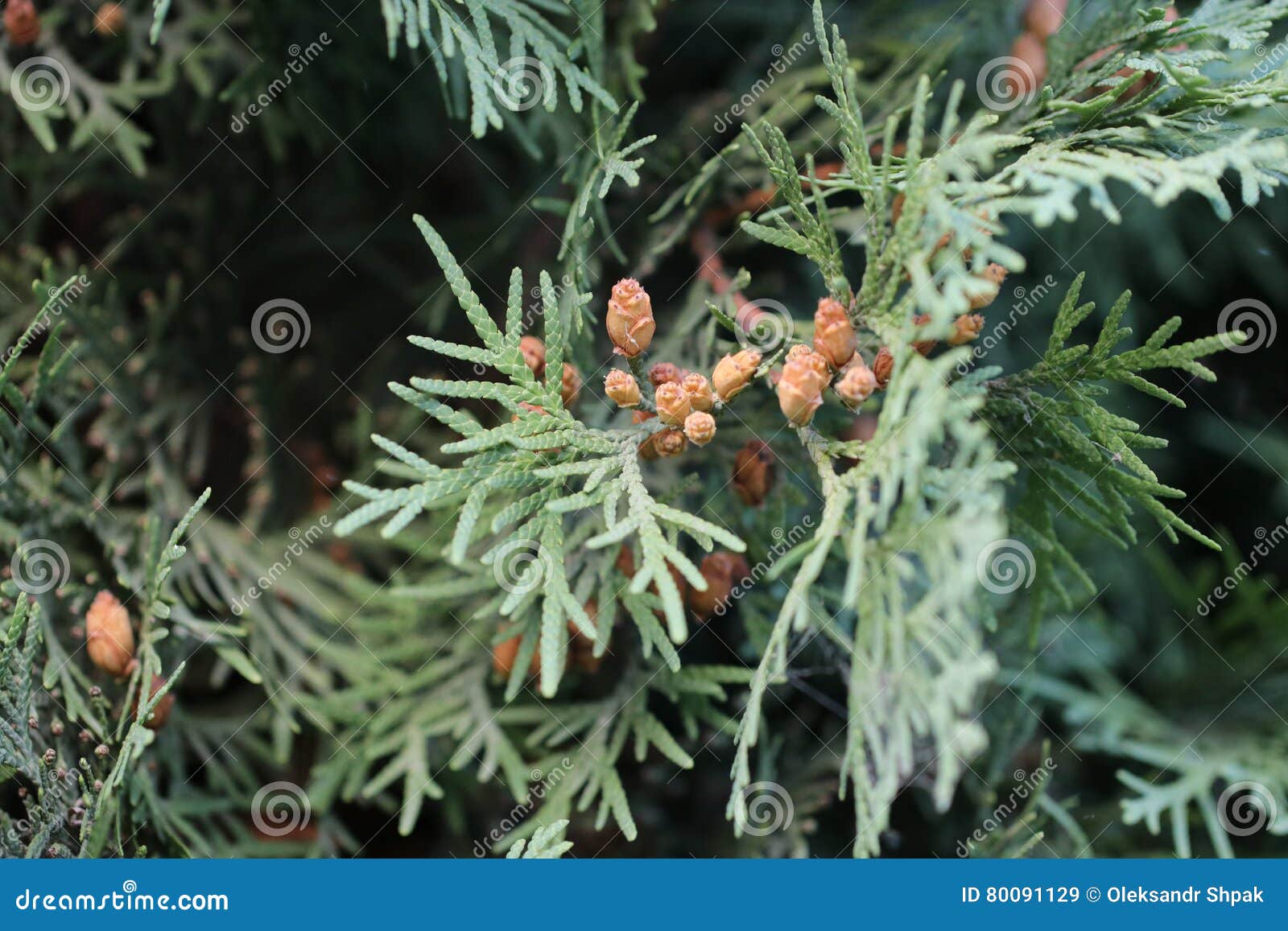 Thuya stock image. Image of green, nature, seasonal, arborvitae - 80091129