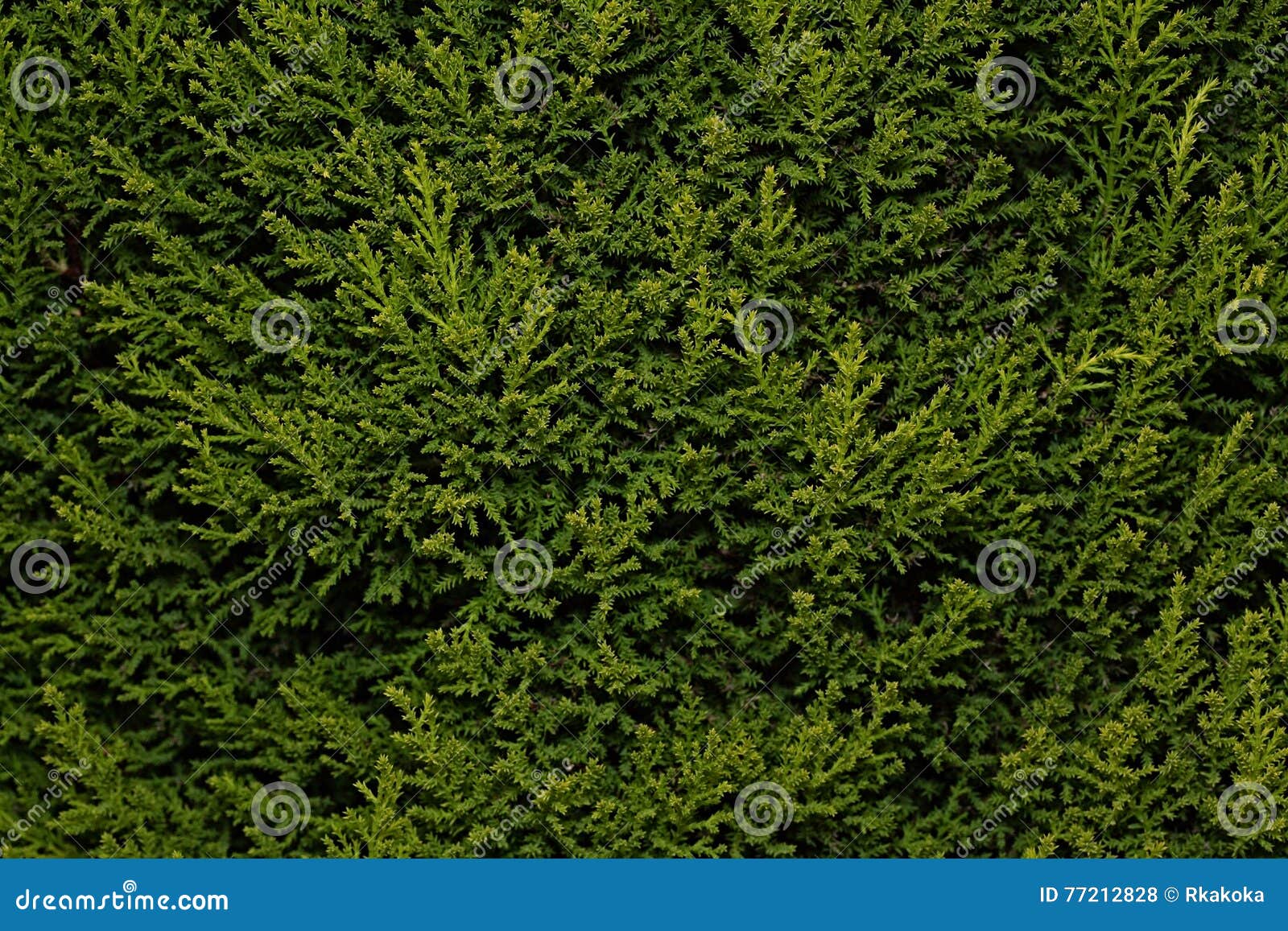 Thuya - Tuja stock photo. Image of plant, ornamental - 77212828