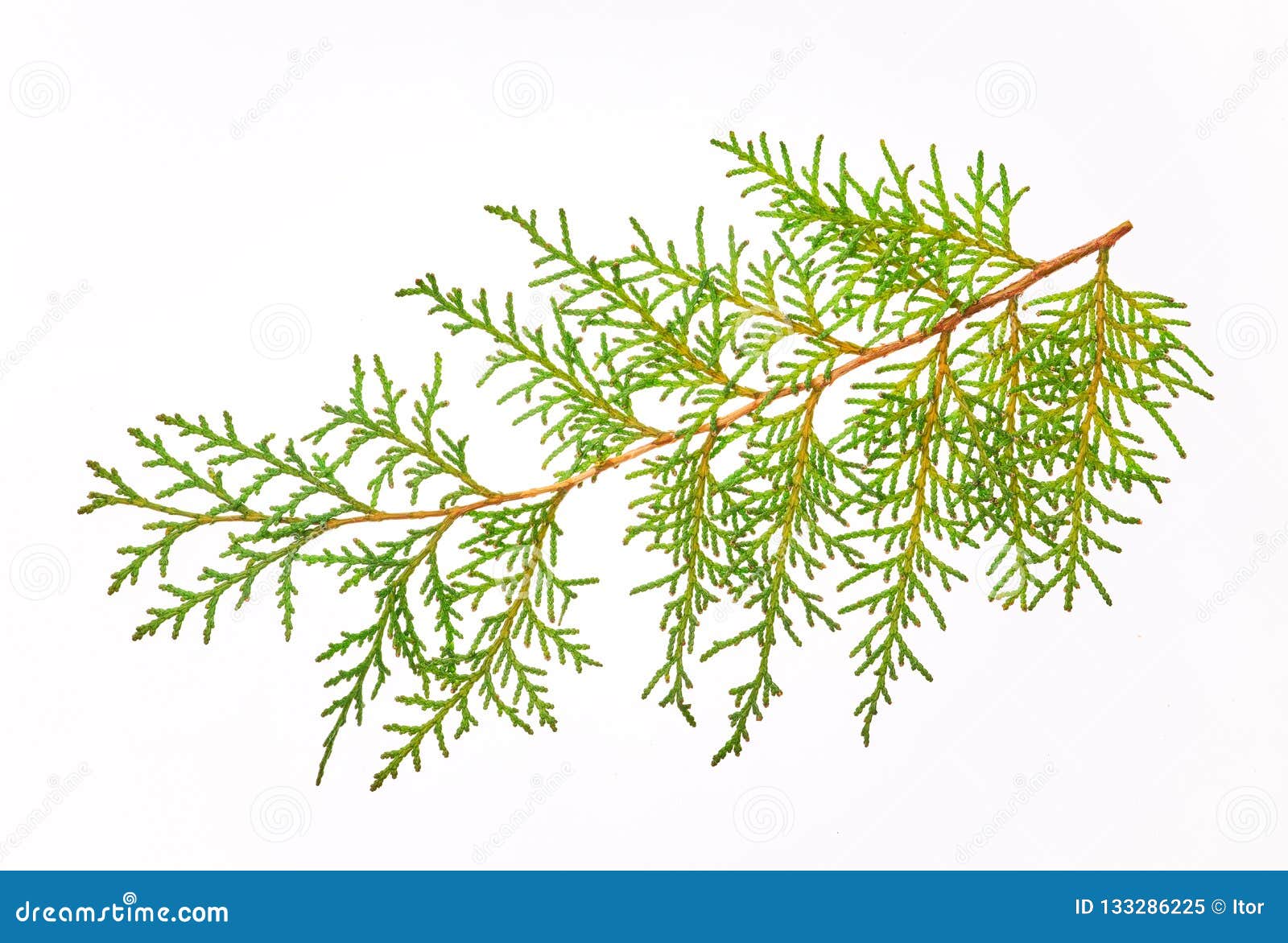 Thuya on White Background,top View Stock Image - Image of decoration ...