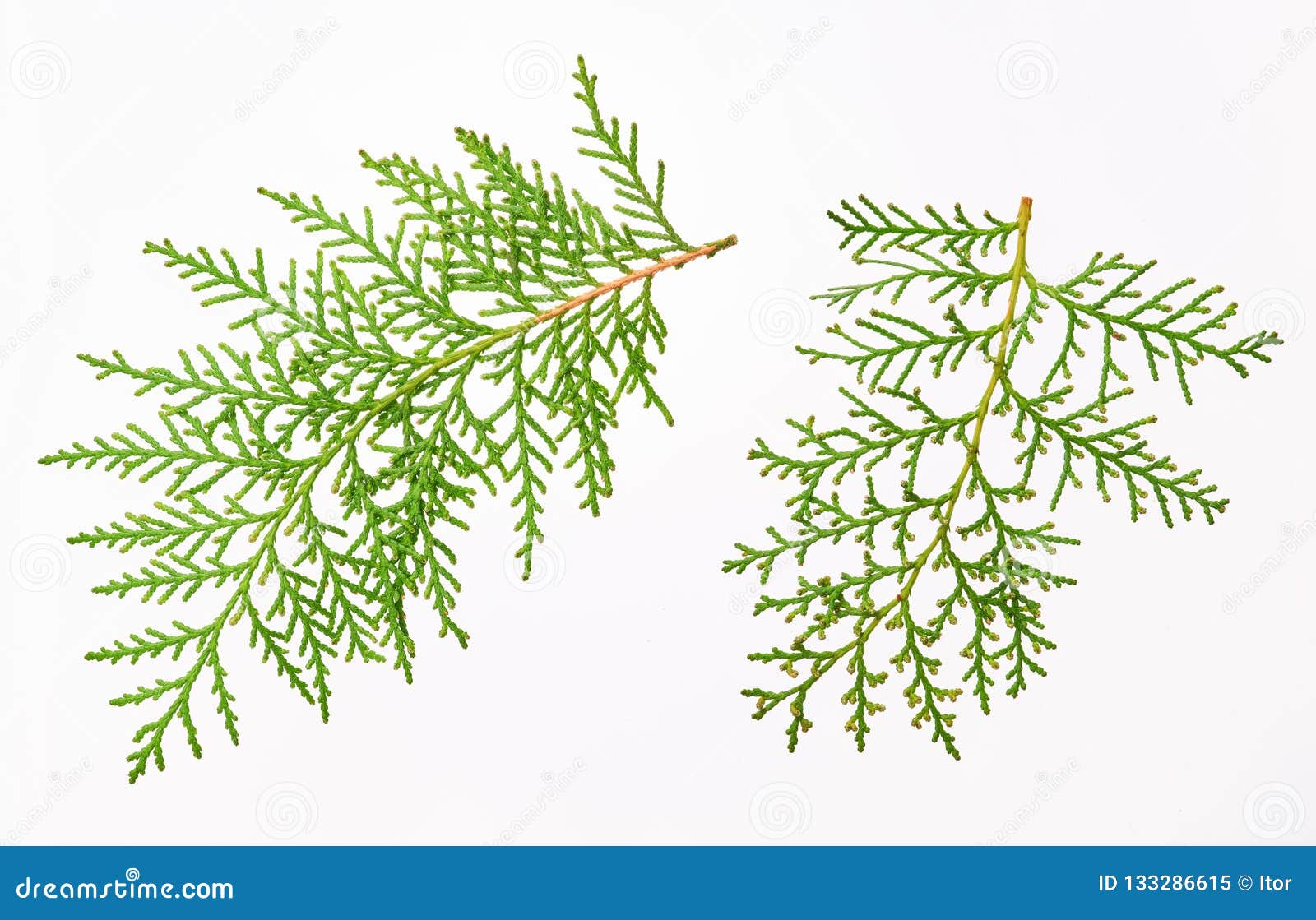 Thuya on White Background,top View Stock Image - Image of background ...