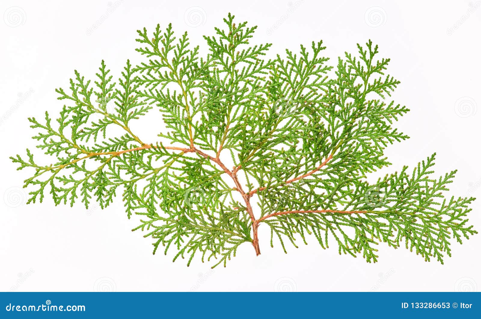 Thuya on White Background,top View Stock Image - Image of design ...