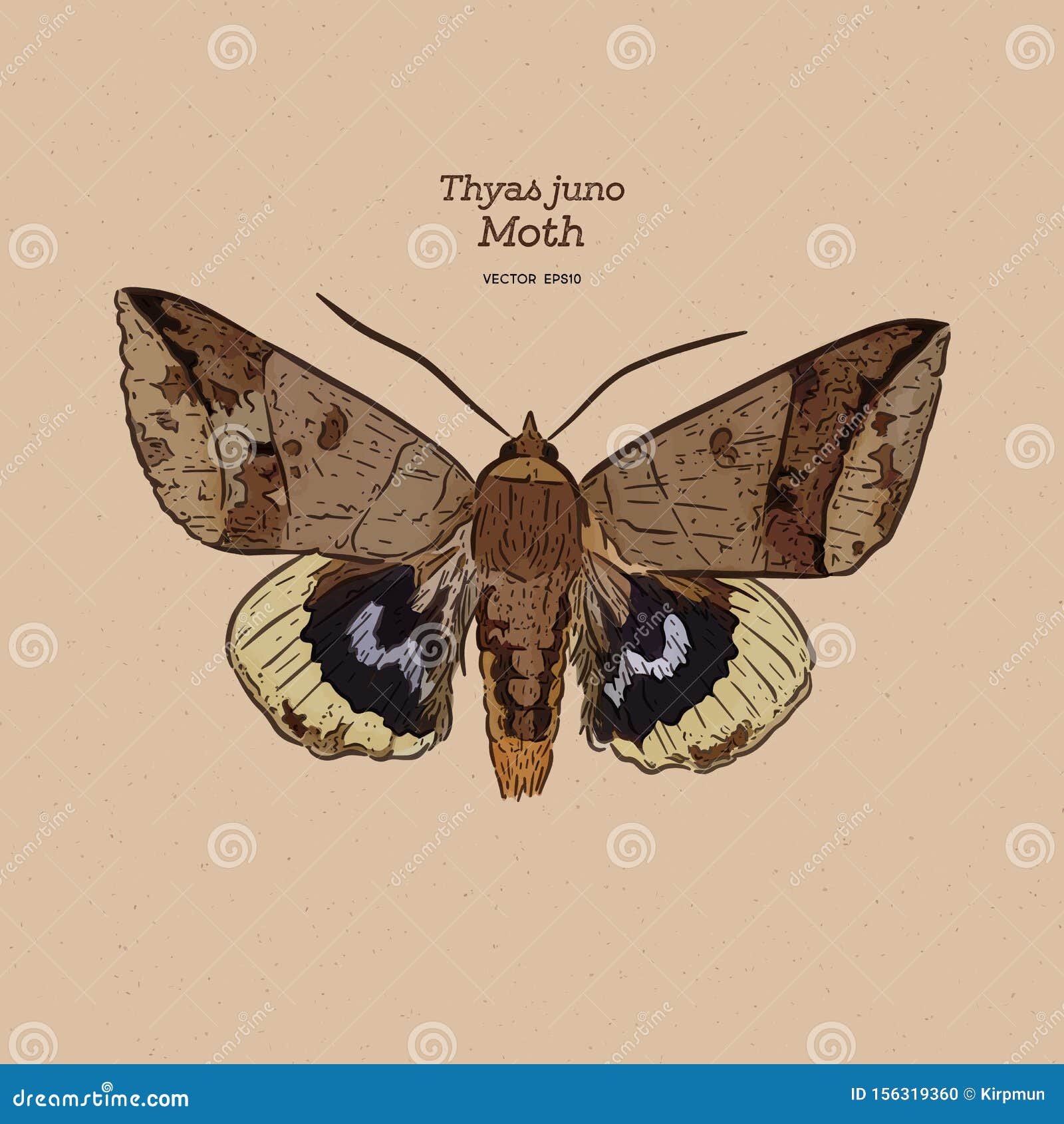 Thyas Juno Is A Species Of Moth Of The Family Noctuidae. Hand Draw ...