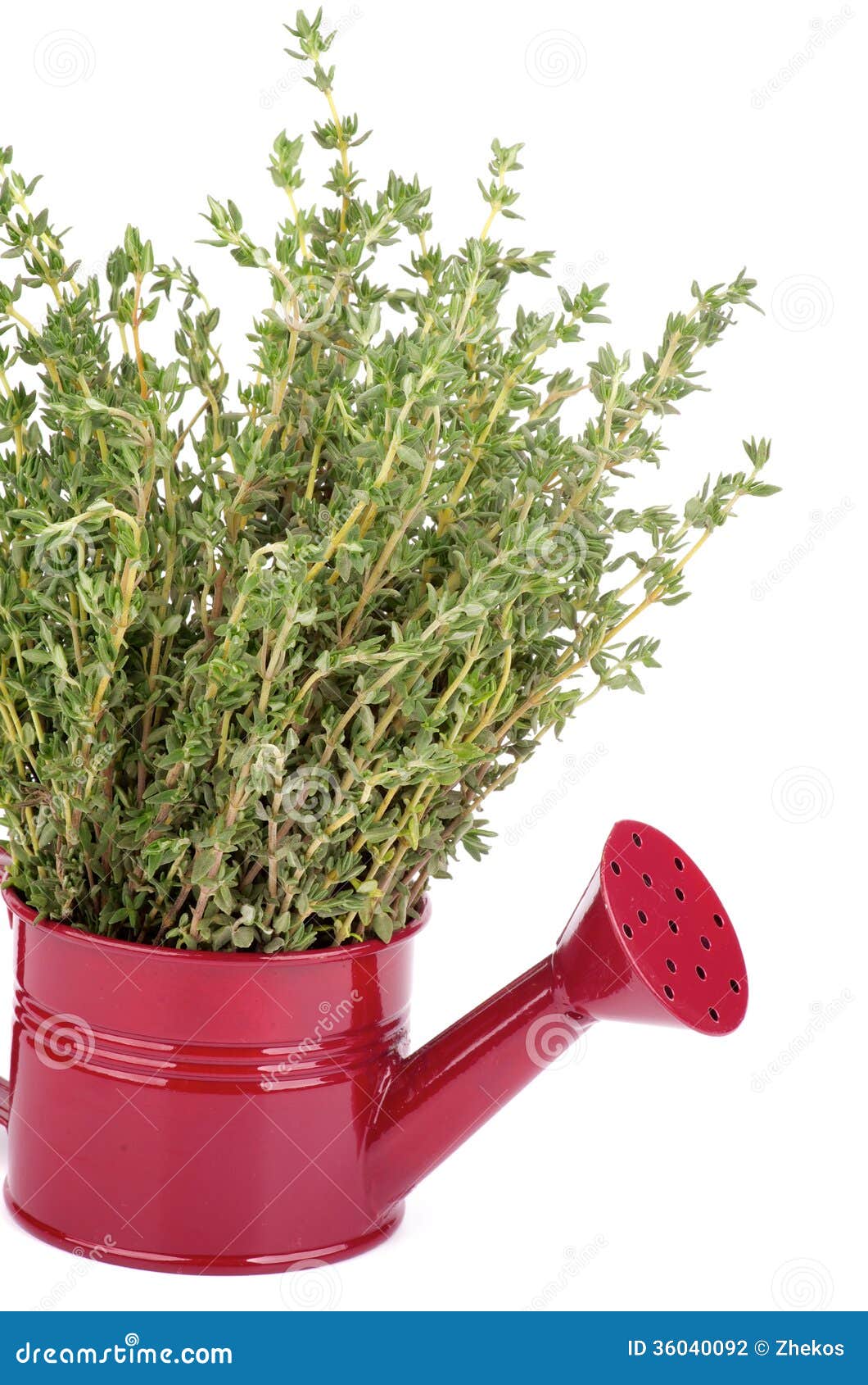 Thym photo stock. Image du croquant, manger, abondant - 36040092