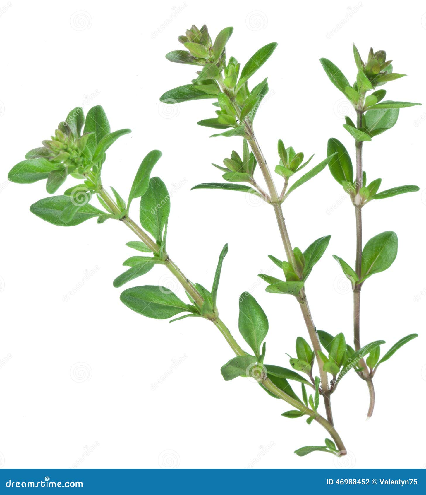 Thym frais vert photo stock. Image du lame, blanc, saveur - 46988452
