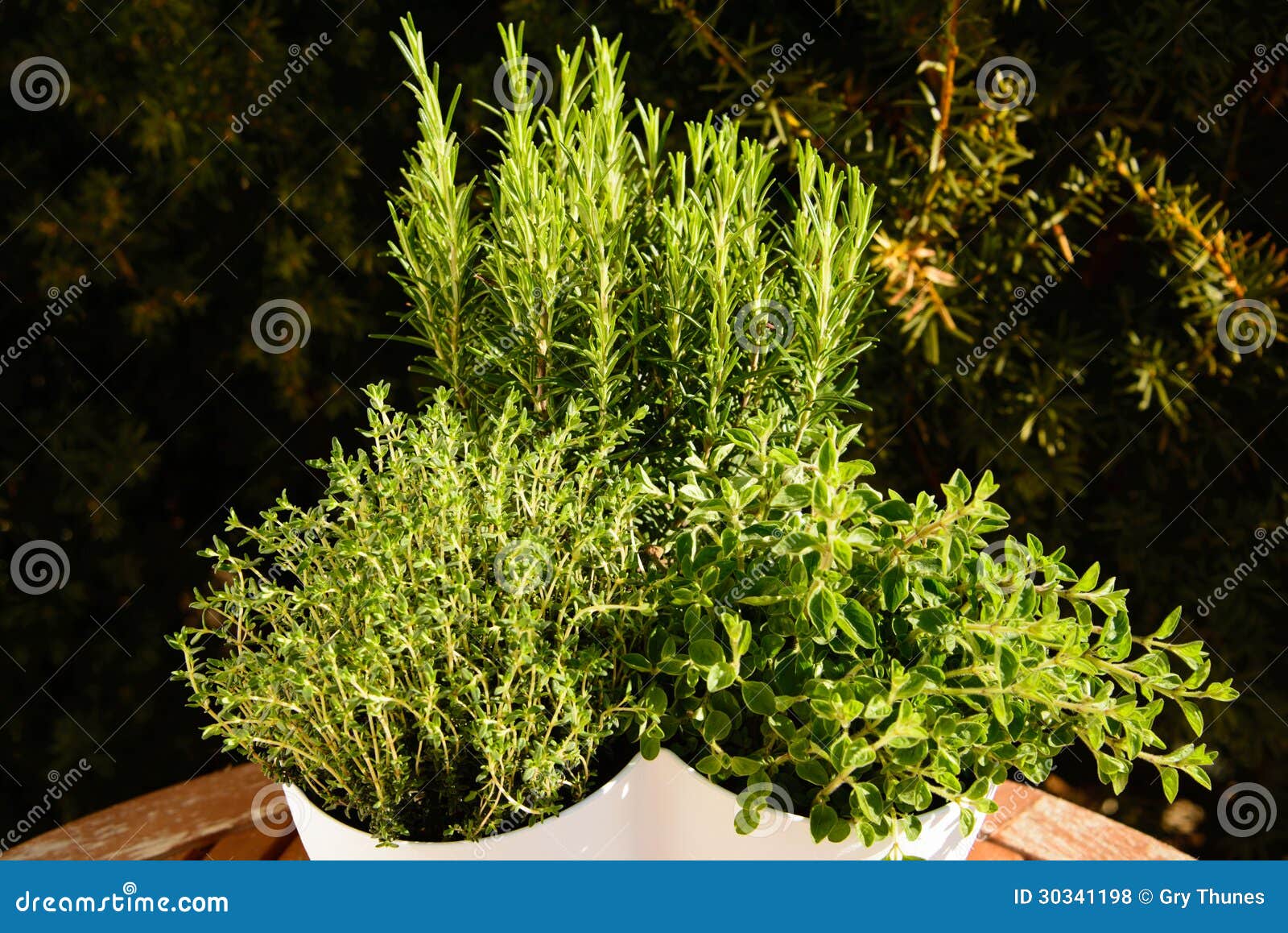 Thym, origan et romarin photo stock. Image du jardin - 30341198