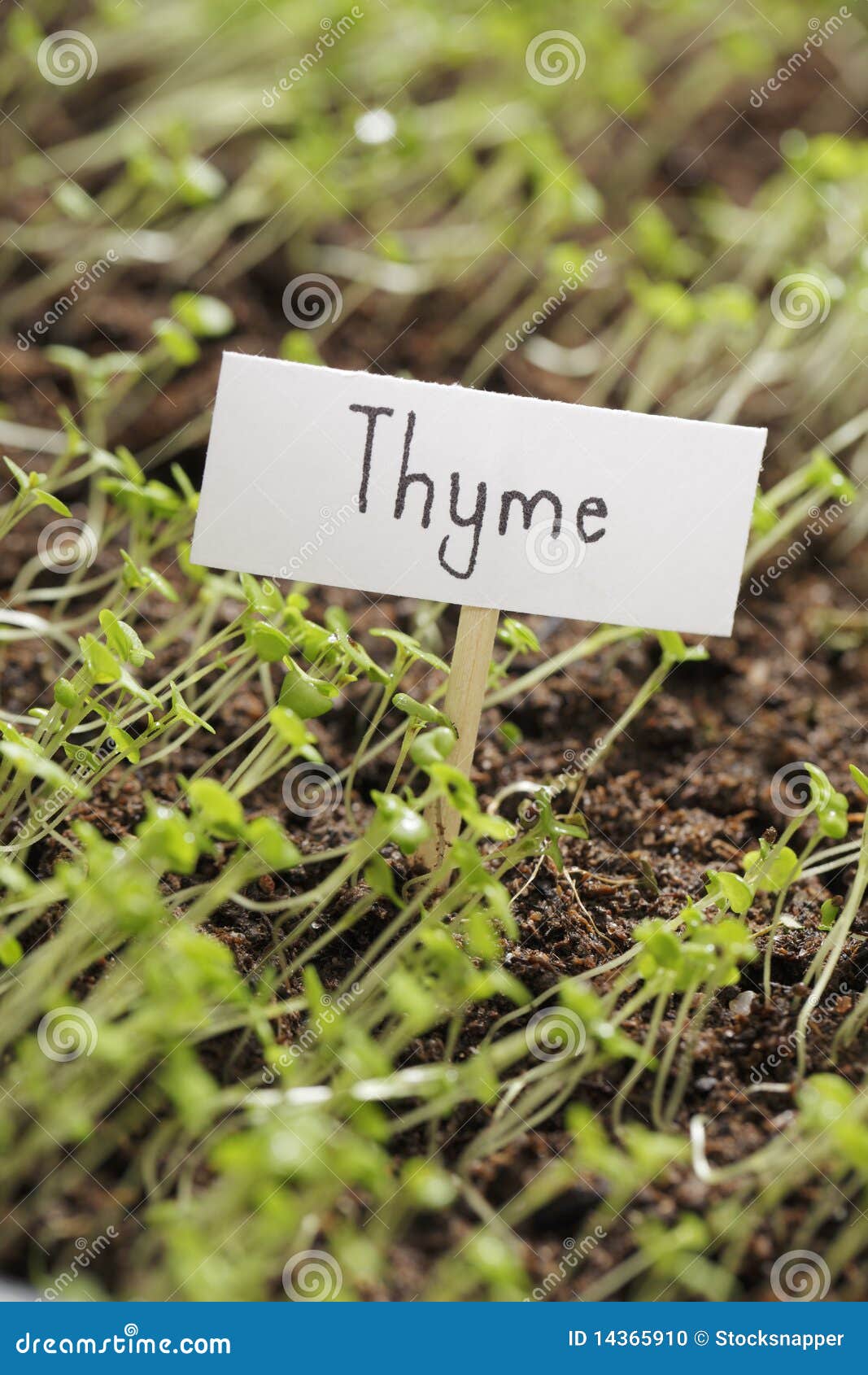 Thyme stock photo. Image of seedling, gardening, seedlings - 14365910