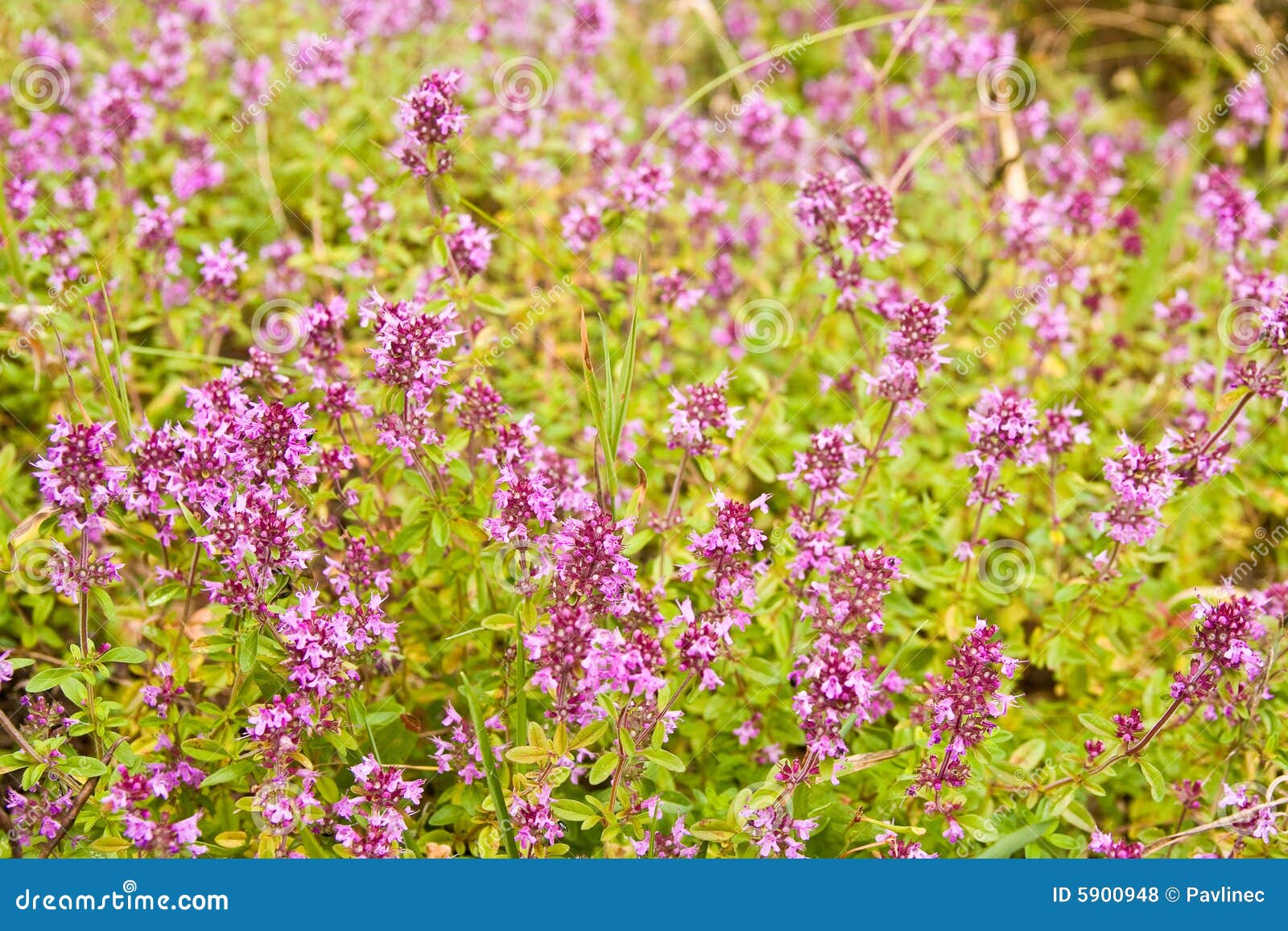 Thyme stock photo. Image of tree, wildlife, landscape - 5900948