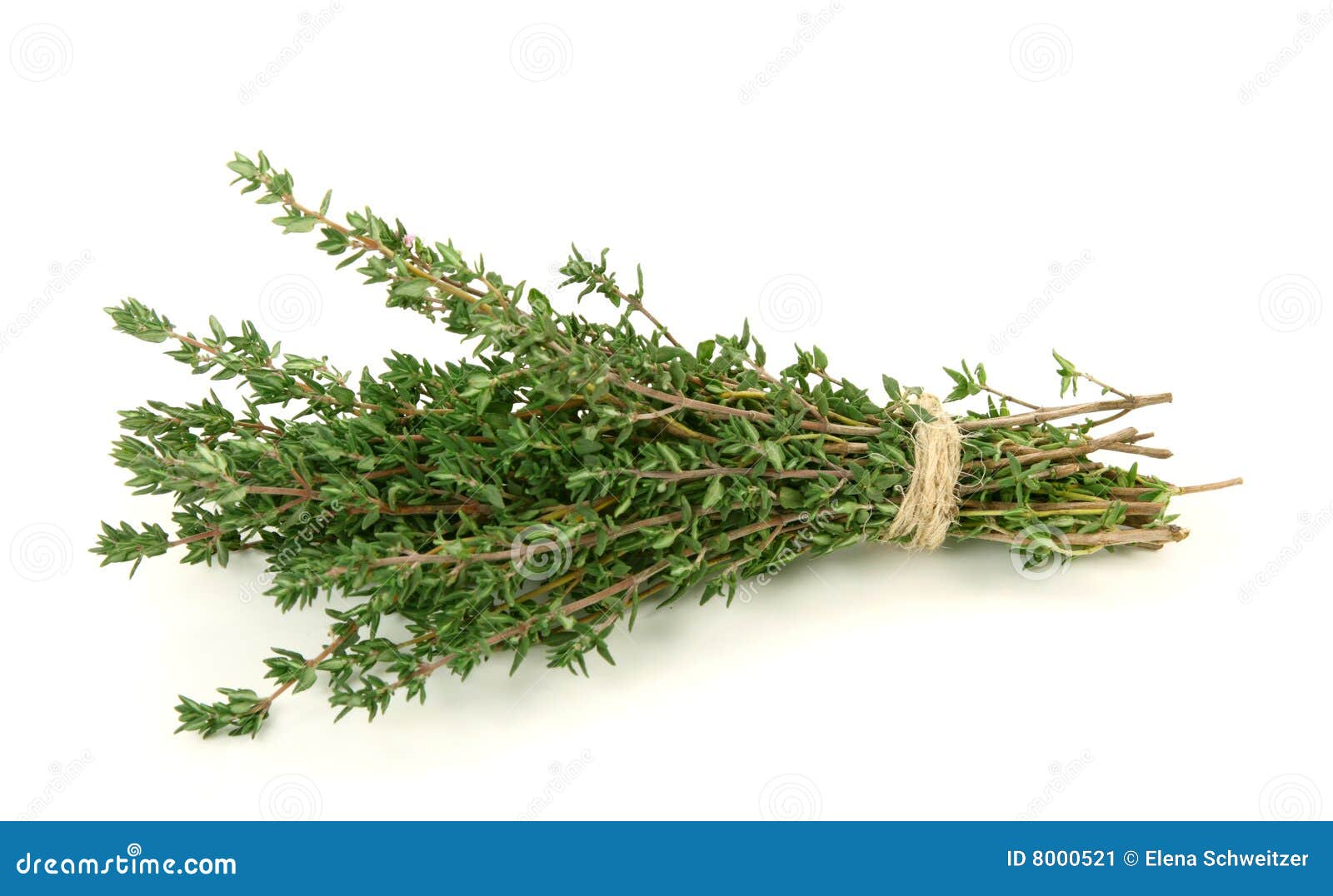 Thyme stock image. Image of background, plant, spicy, cuisine - 8000521