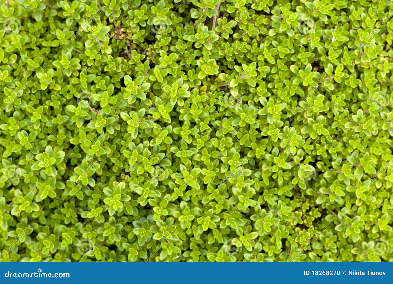 Thyme background stock photo. Image of nature, seasonings - 18268270