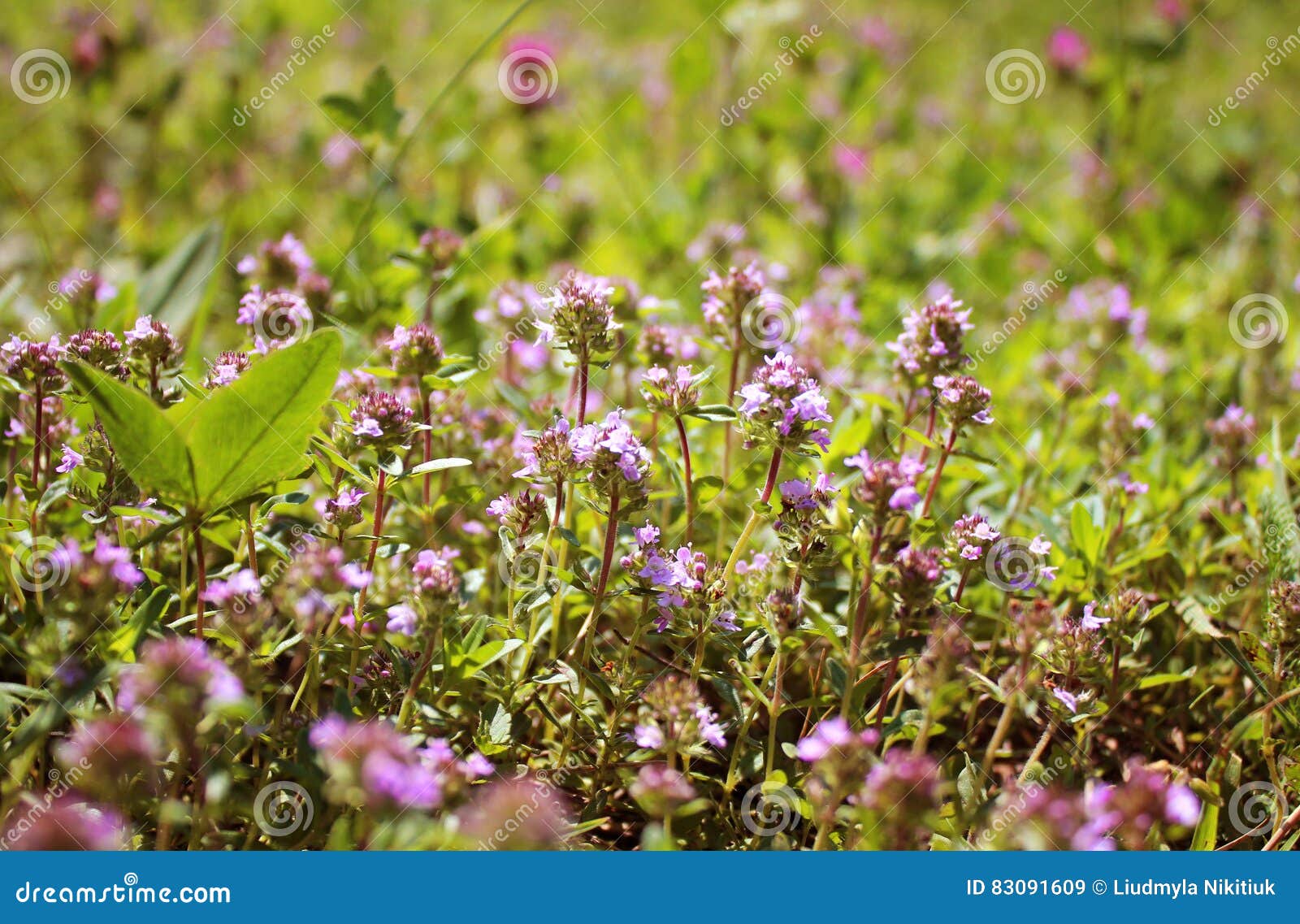 Thyme Blooms in Spring on a Bright Sunny Day. Medicinal Plant Stock ...