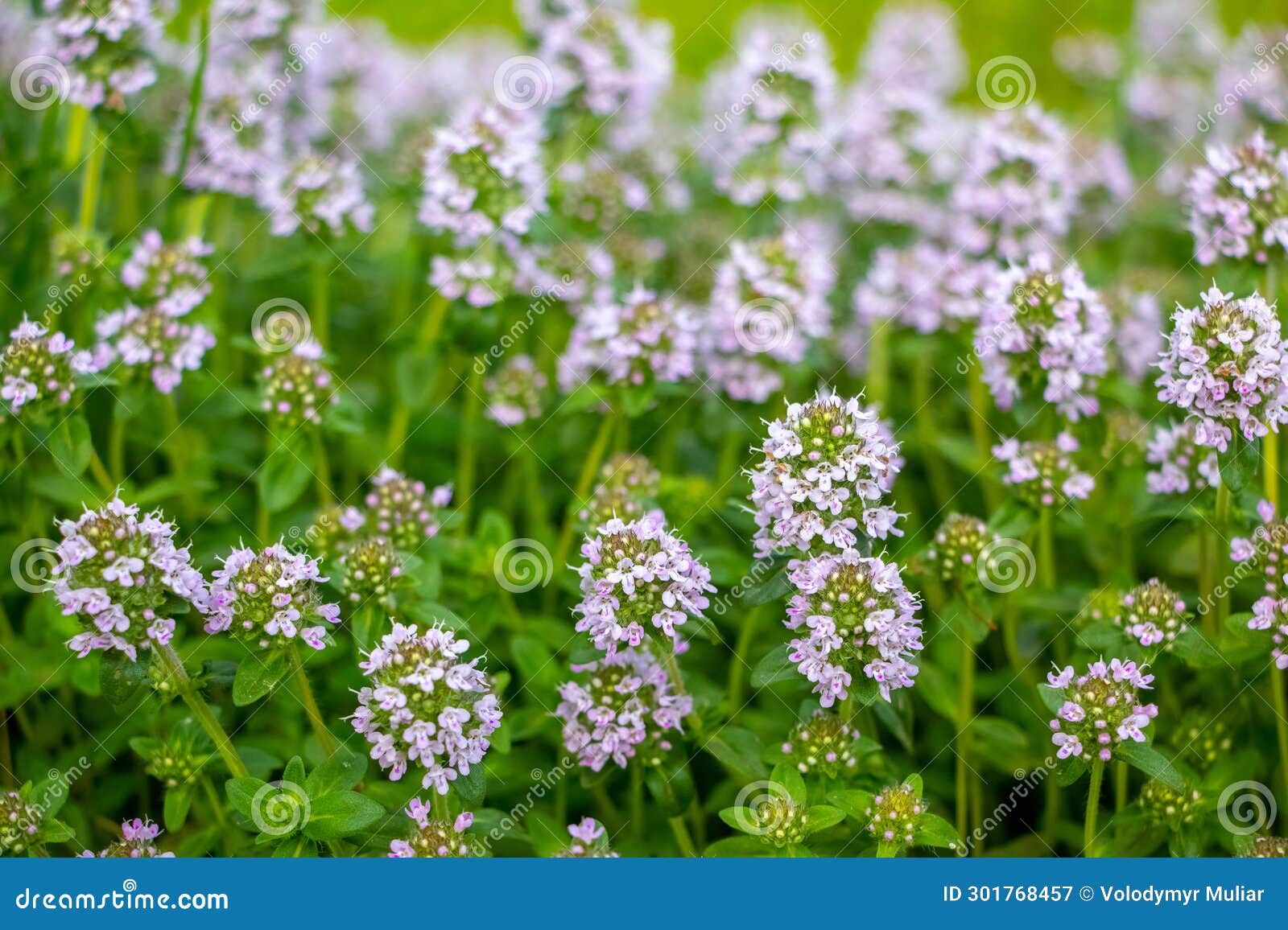 Thyme Blooms in the Spring. Thyme is a Medicinal and Honey-bearing ...