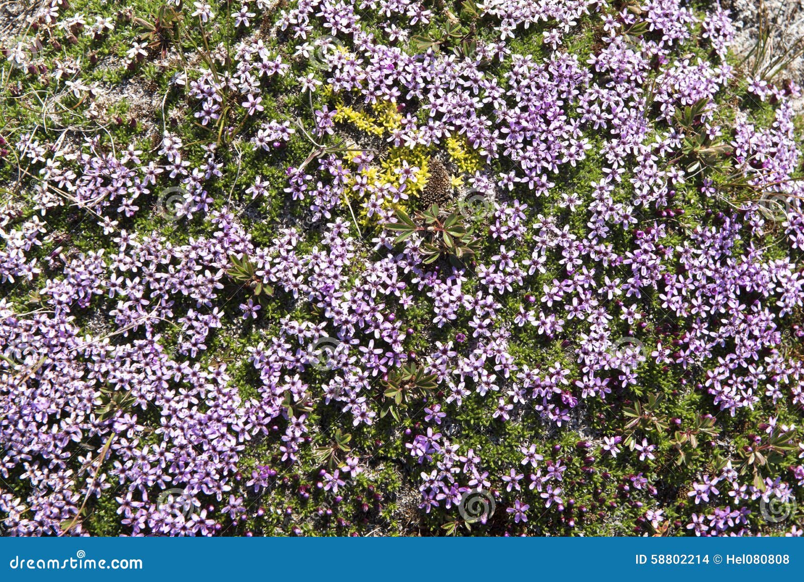 Thyme stock photo. Image of north, prexos, thymus, lush - 58802214