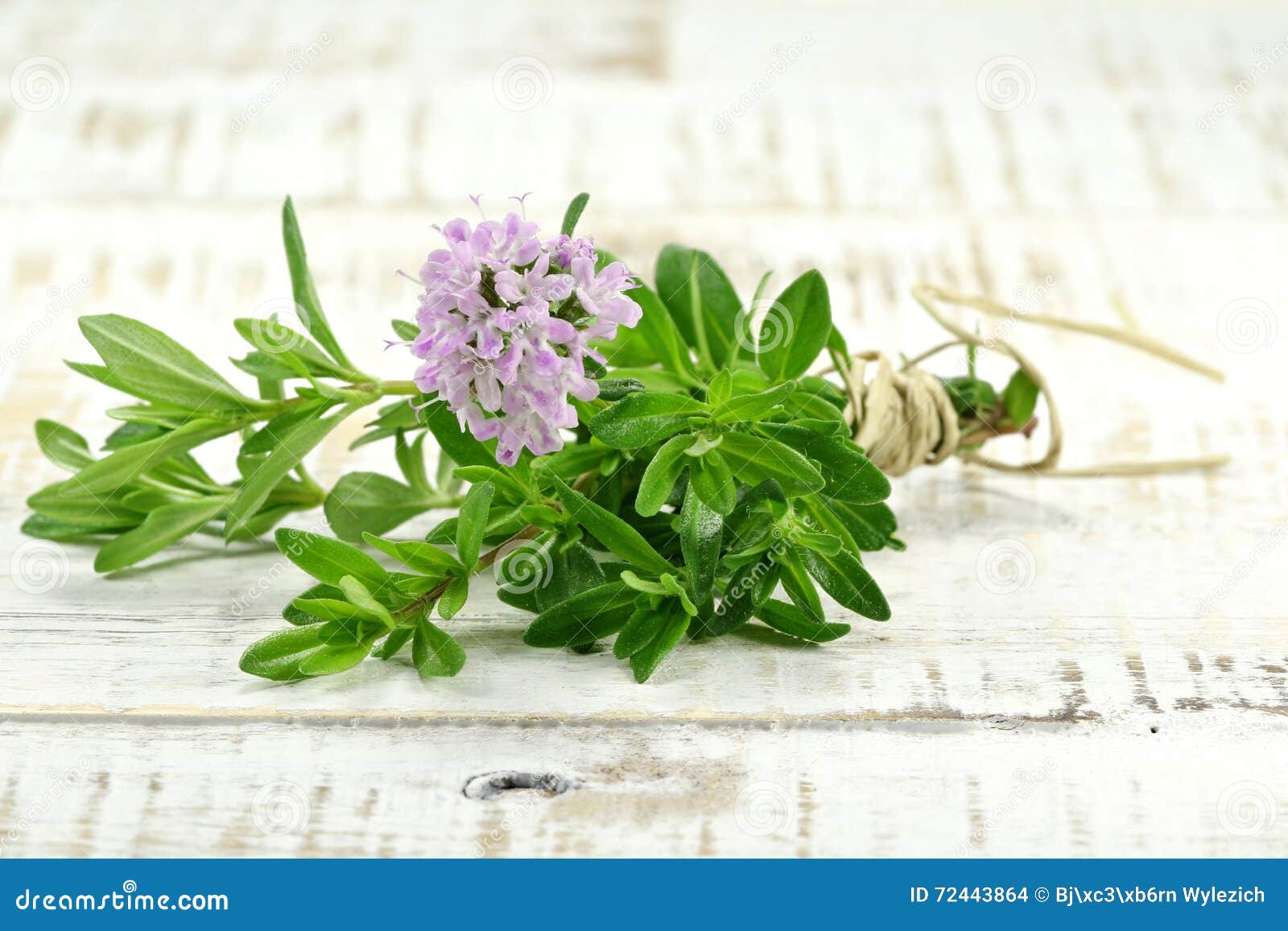 Thyme stock photo. Image of branches, herbary, herb, food - 72443864