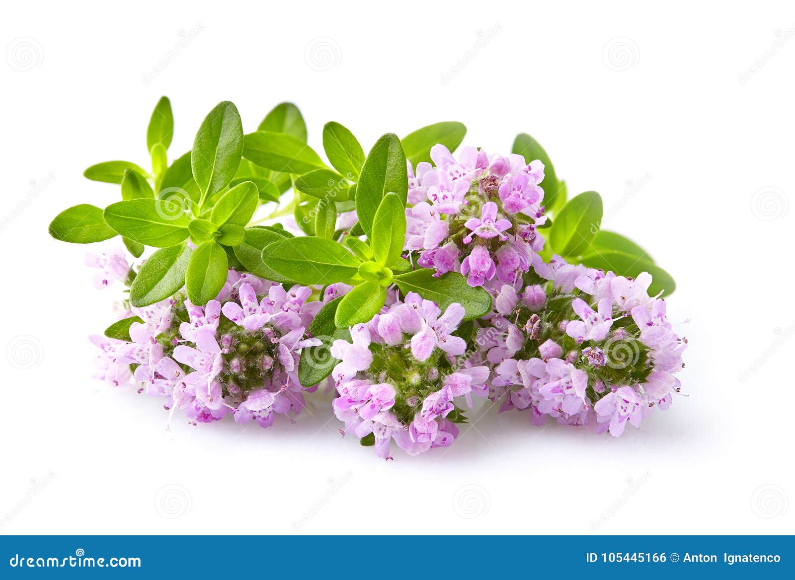 Thyme Flowers, Mortar And Sachets Full Of Thymus Serpyllum Medicinal ...