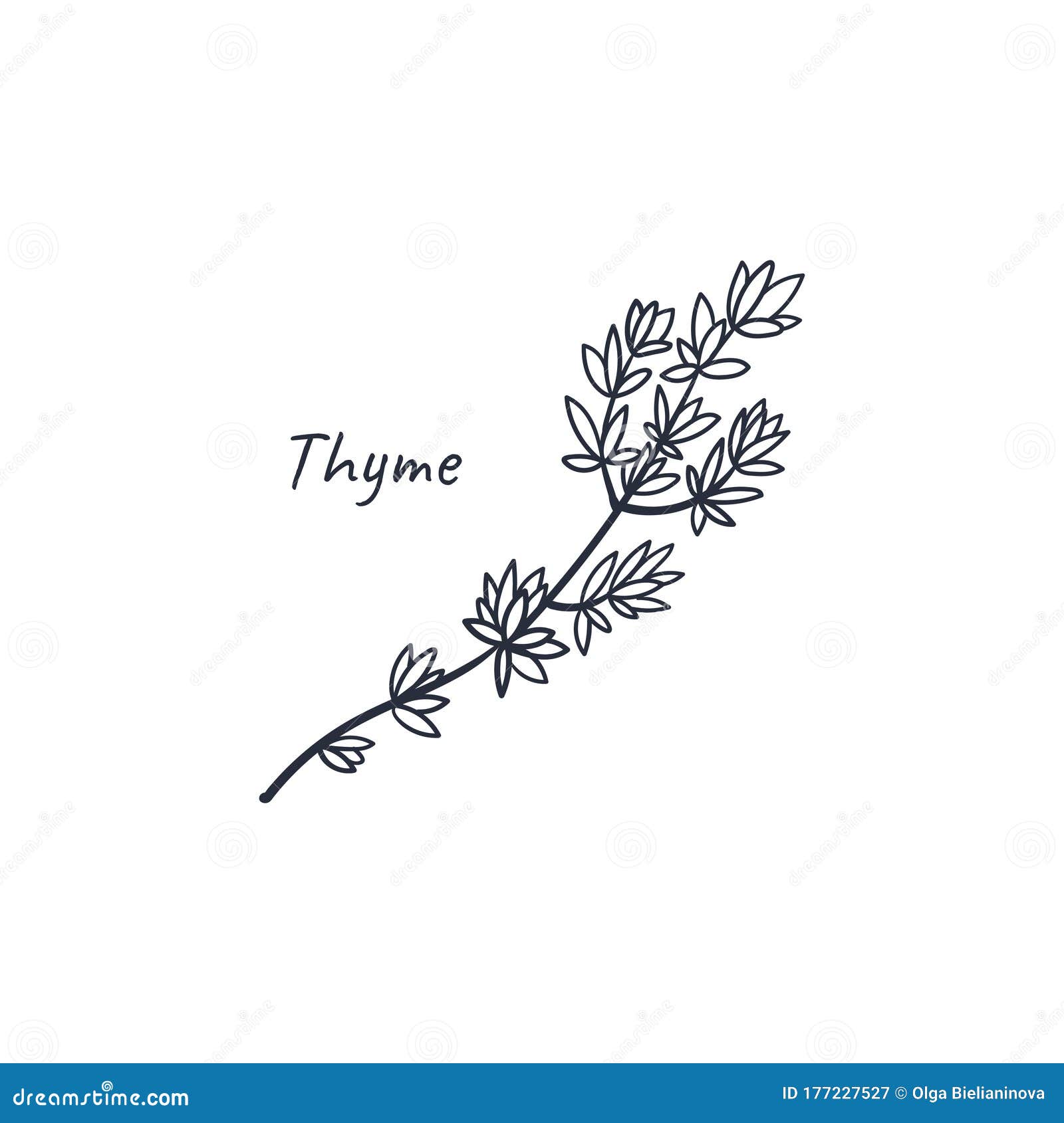 Thyme Hand Drawn Doodle Culinary Herb. Vector Illustration Isolated on ...