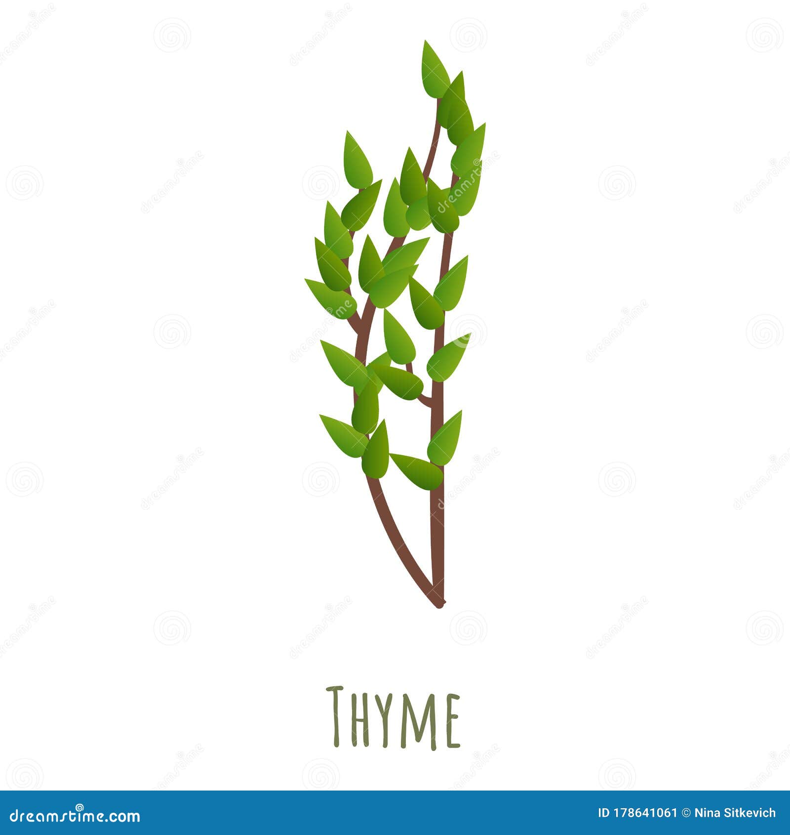 Thyme Tea Herb Isolated On White Background. Vintage Vector ...