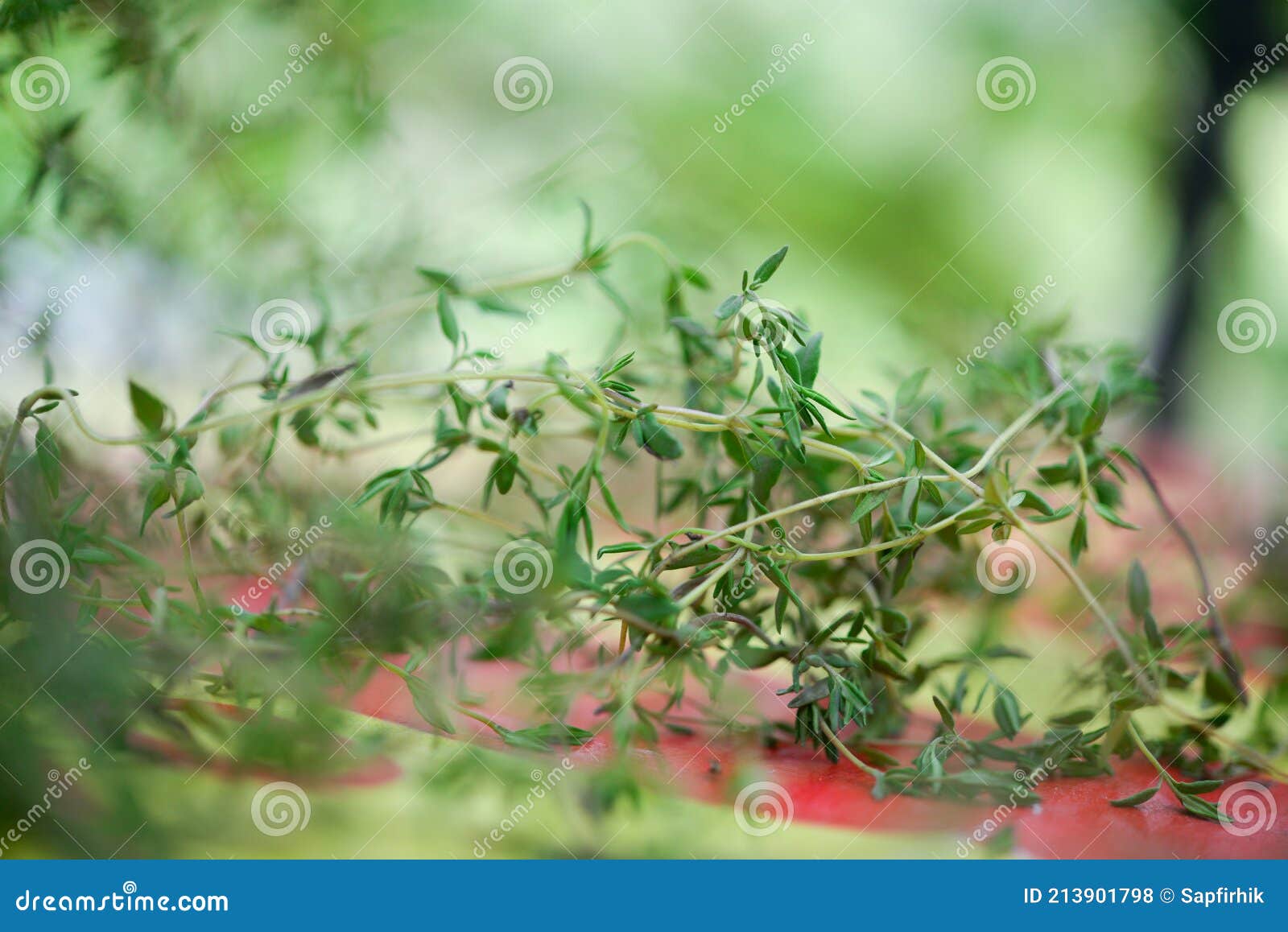 Thyme herb stock photo. Image of earth, thyme, ground - 213901798