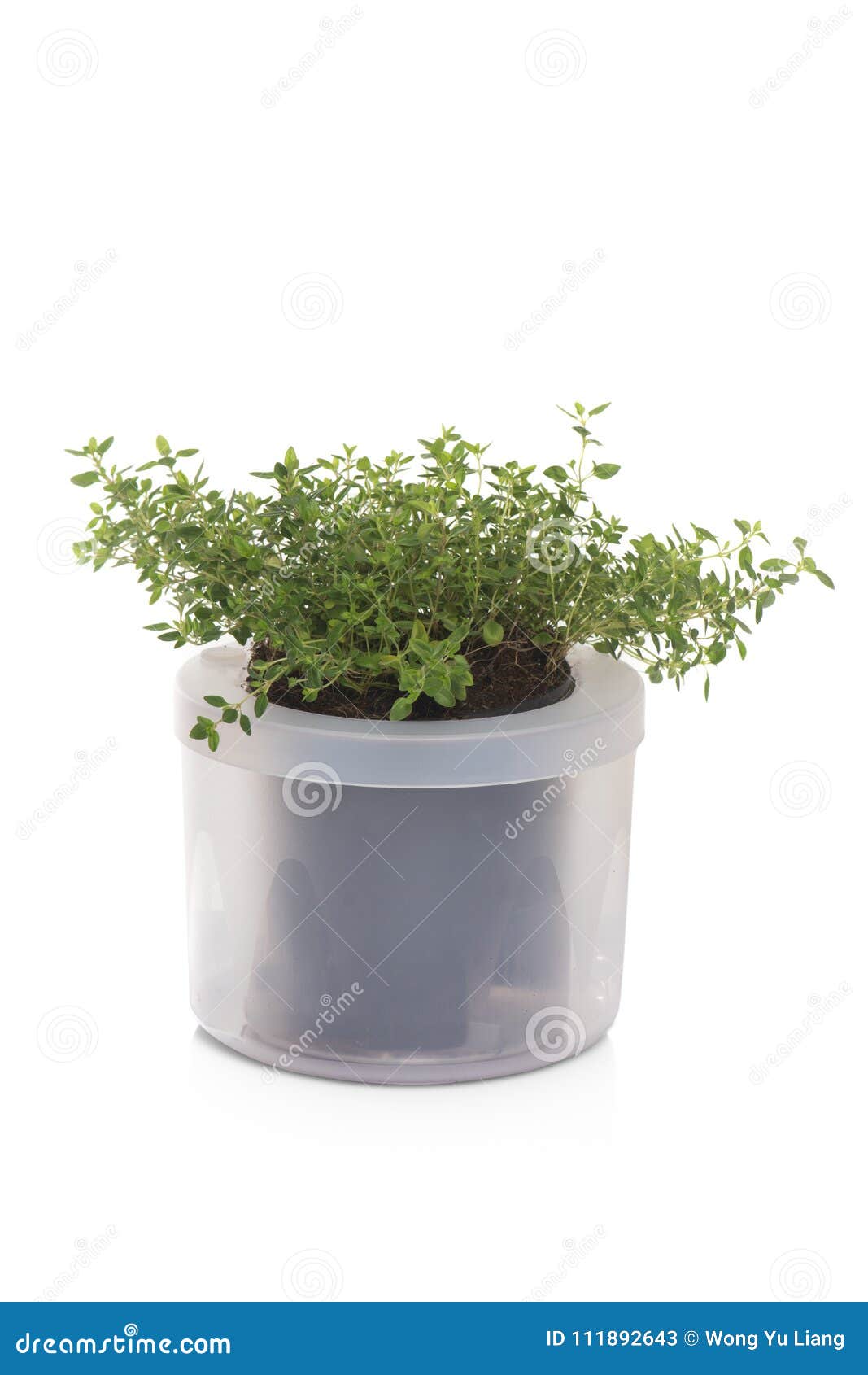 Thyme inside a pot stock image. Image of leaf, isolated - 111892643