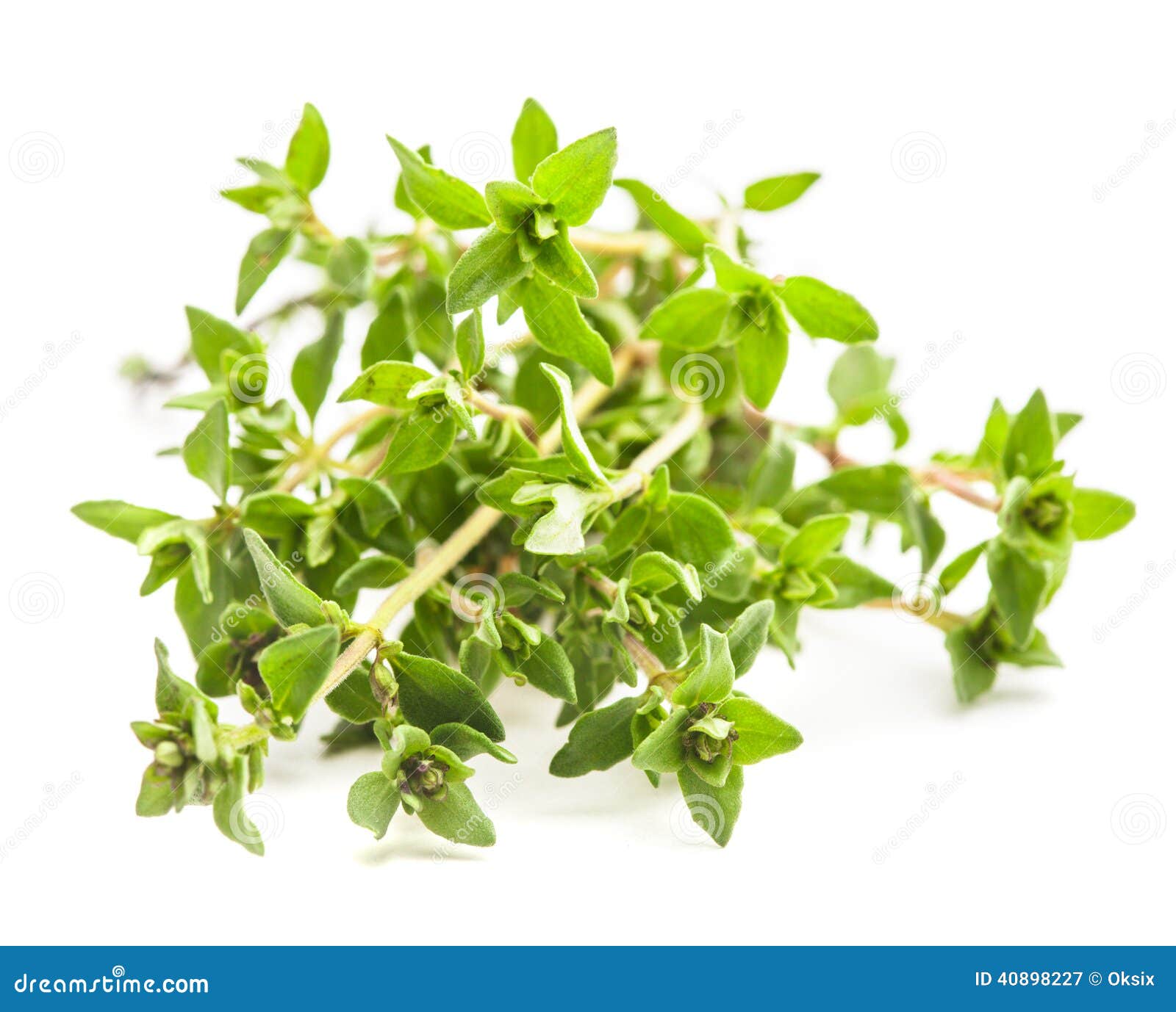 Thyme isolated stock image. Image of cooking, healthy - 40898227