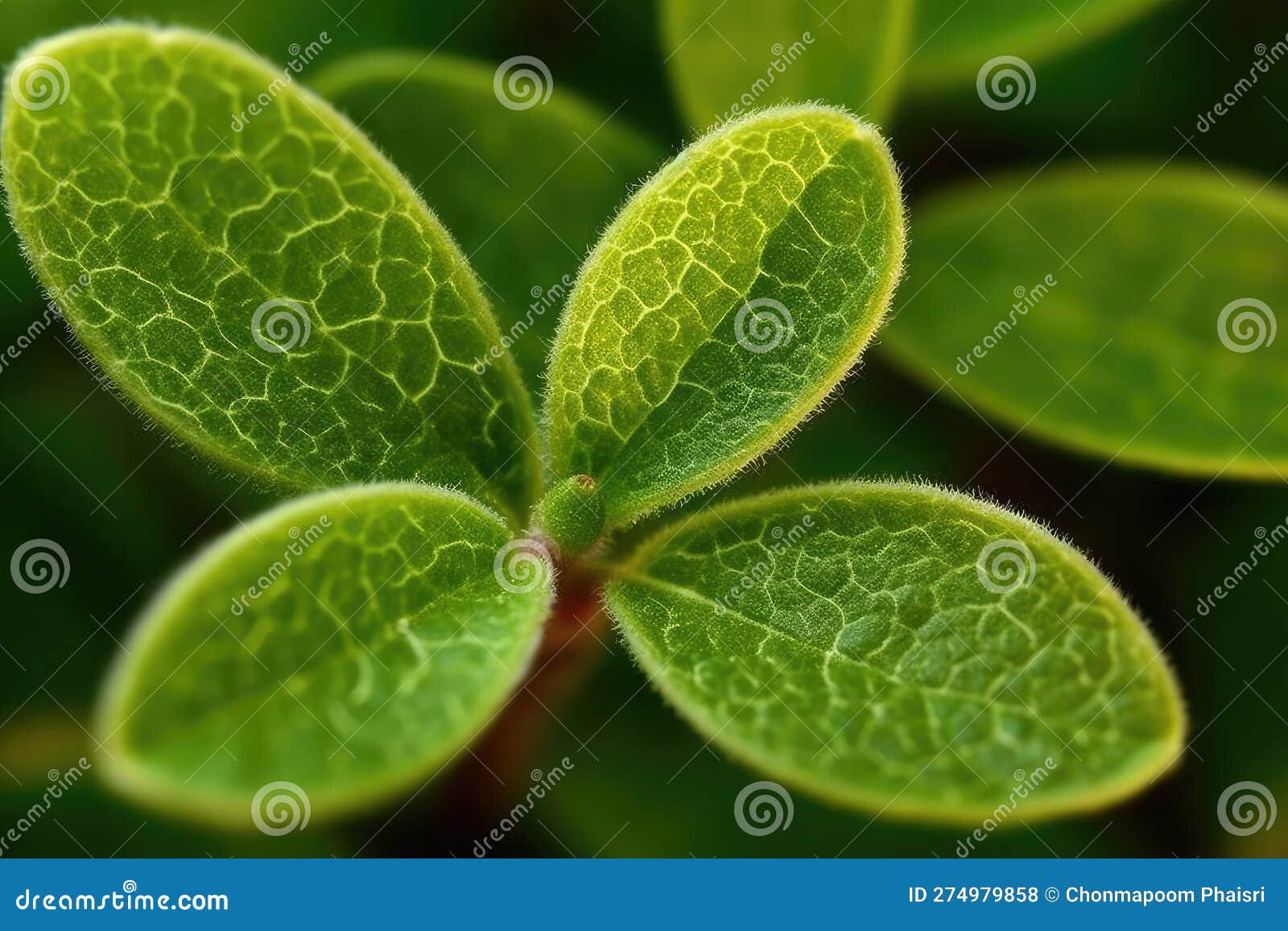 Thyme Leaf Macro Texture: Green Leaf Texture Wallpaper- Macro Close Up ...