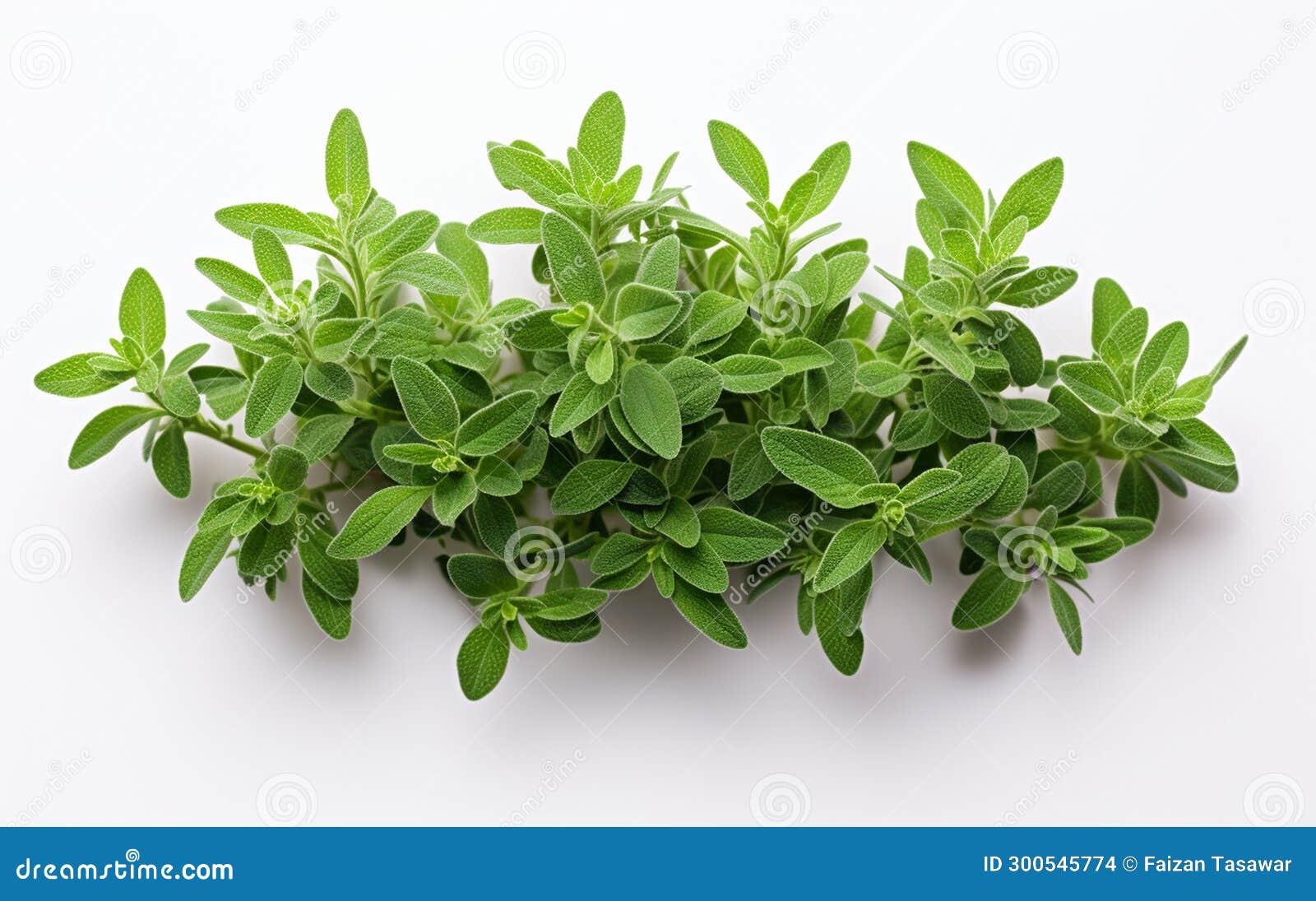 Thyme Leaf on a White Background -Generative Ai Stock Photo - Image of ...