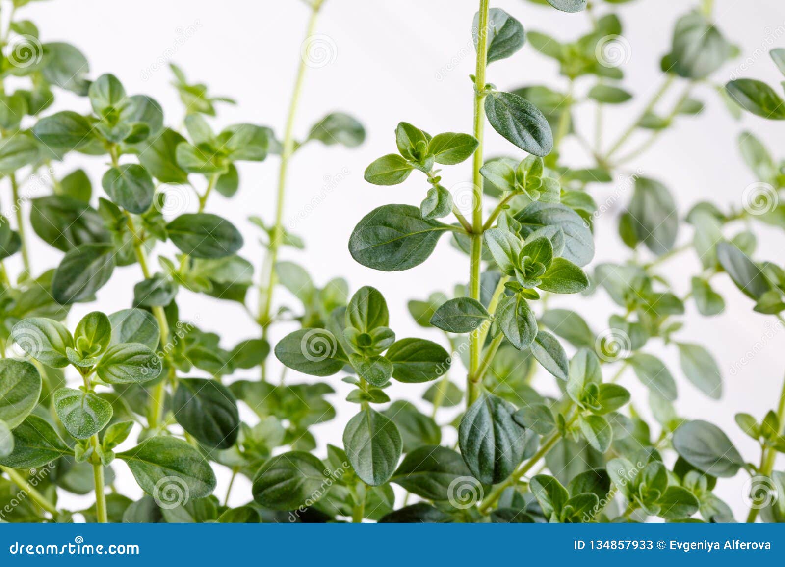 Thyme Leaves Food Background Stock Image - Image of herb, fresh: 134857933