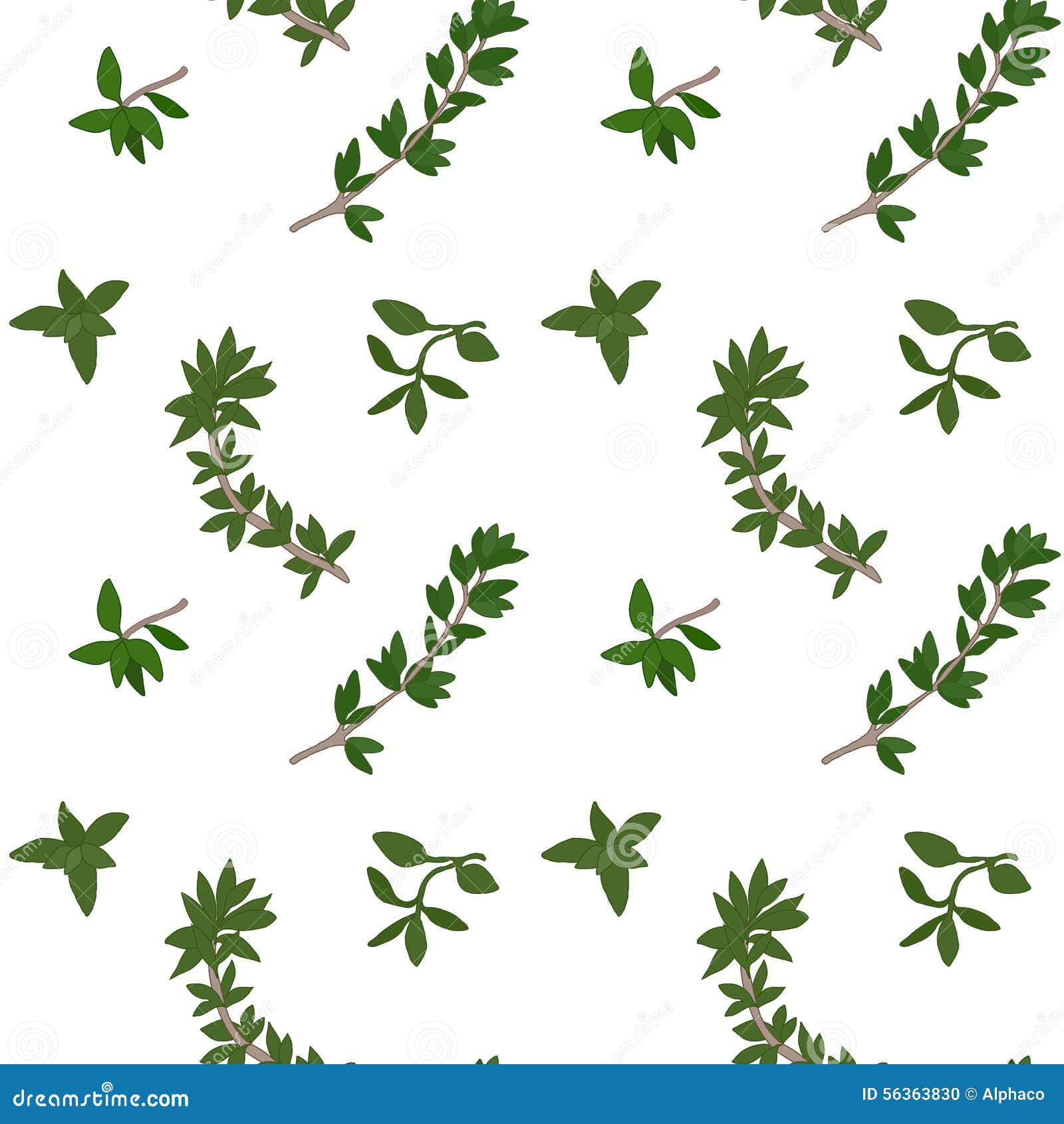 Thyme pattern stock vector. Illustration of floral, leaf - 56363830