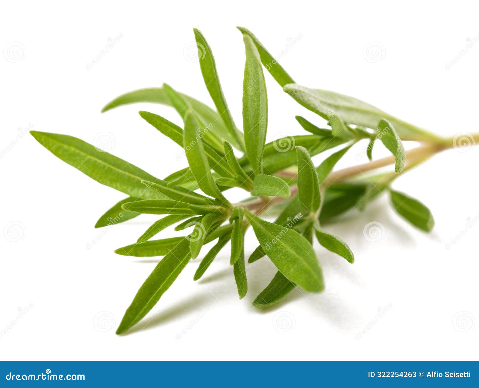Thyme sprig stock image. Image of plant, thymes, condiment - 322254263