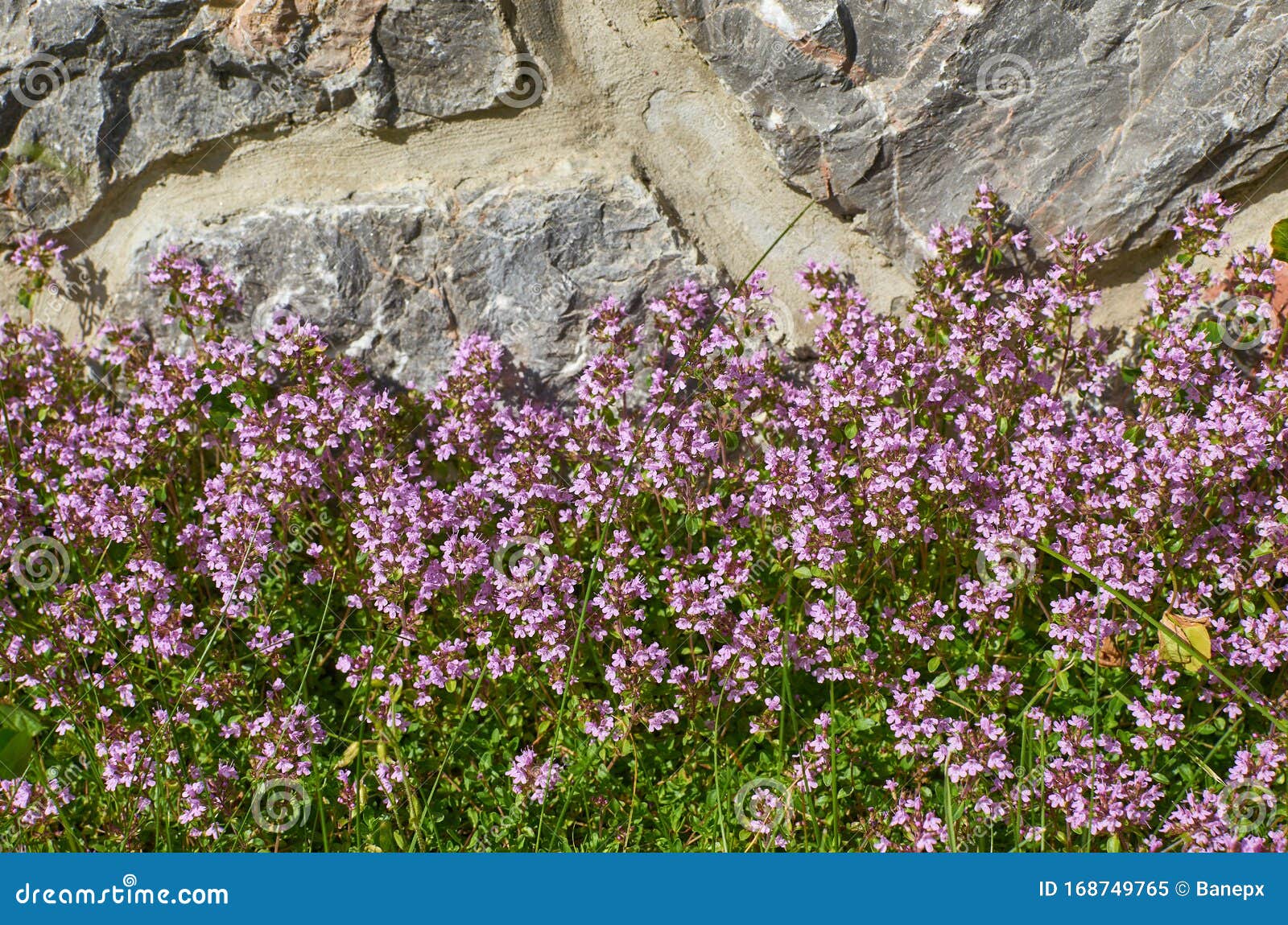 Fresh thyme in spring stock image. Image of stone, pink - 168749765