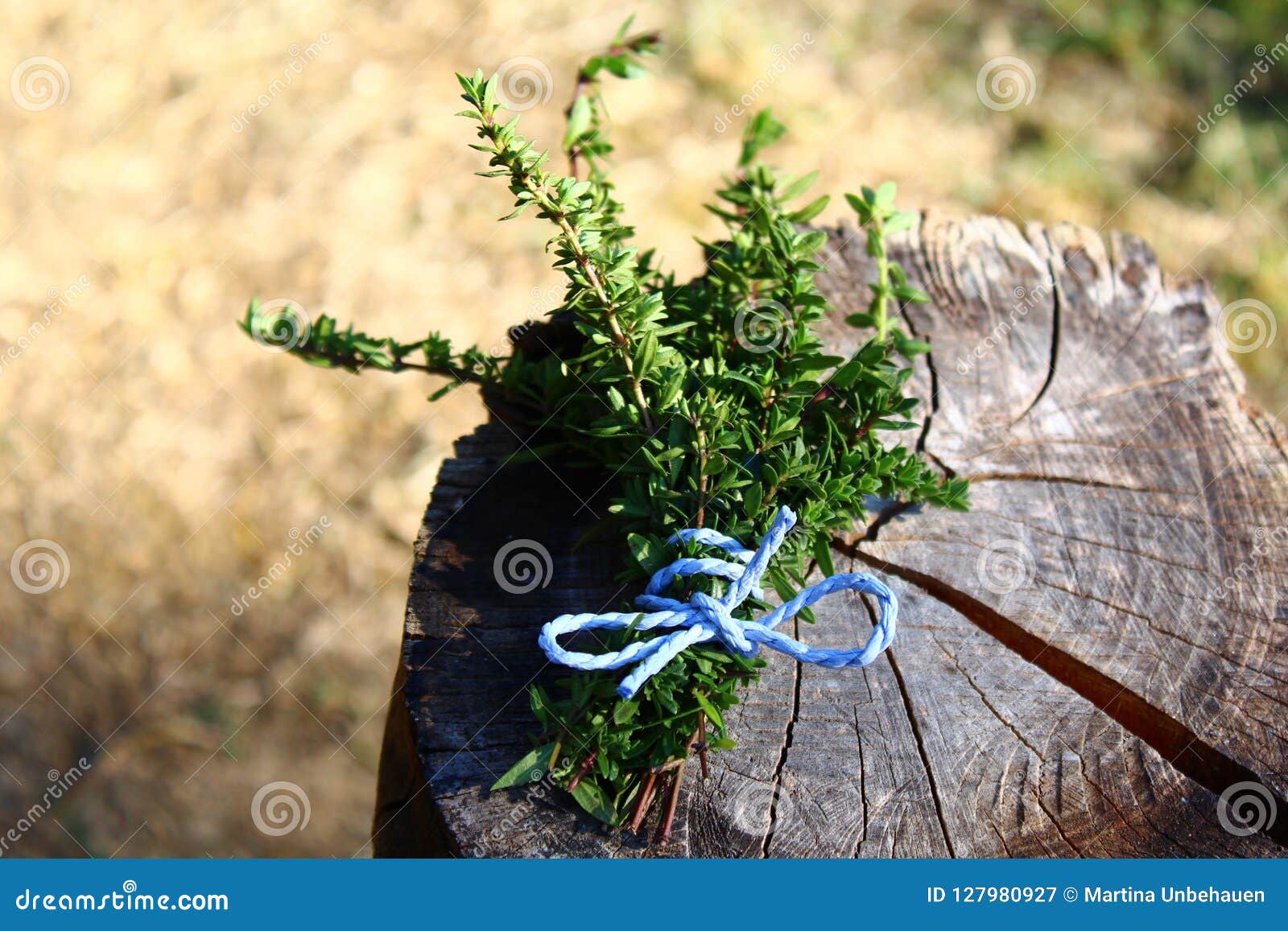 Thyme On A Weathered Tree Trunk In The Garden Stock Image - Image of ... Thyme On A Weathered Tree Trunk In The Garden Stock Image - Image of ...
