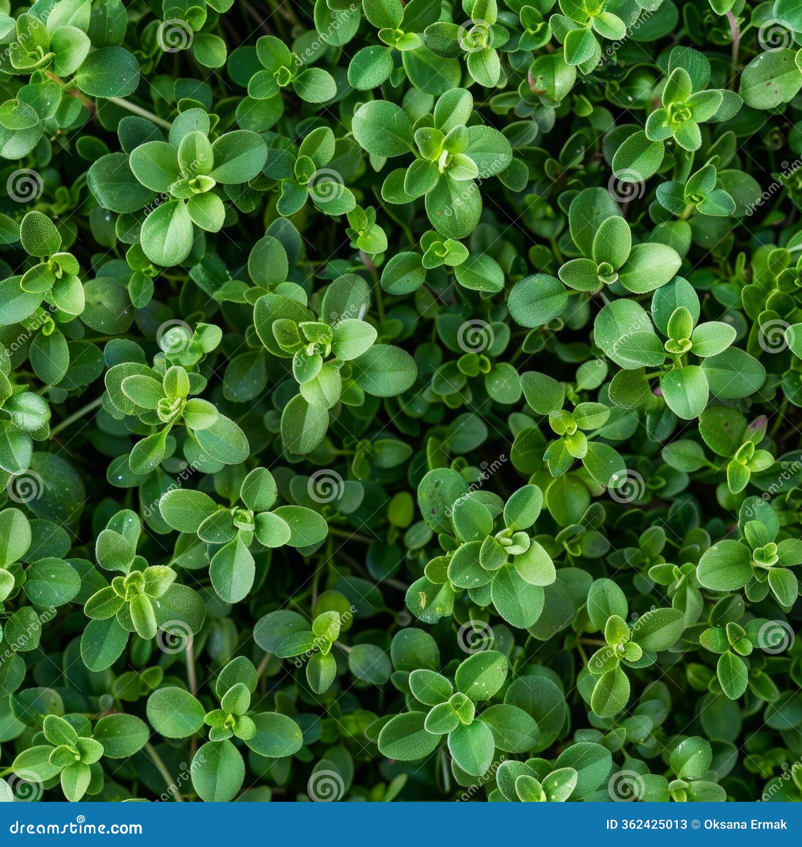 Thyme Texture Background, Thymus Leaf Banner, Thymus Vulgaris Pattern ...