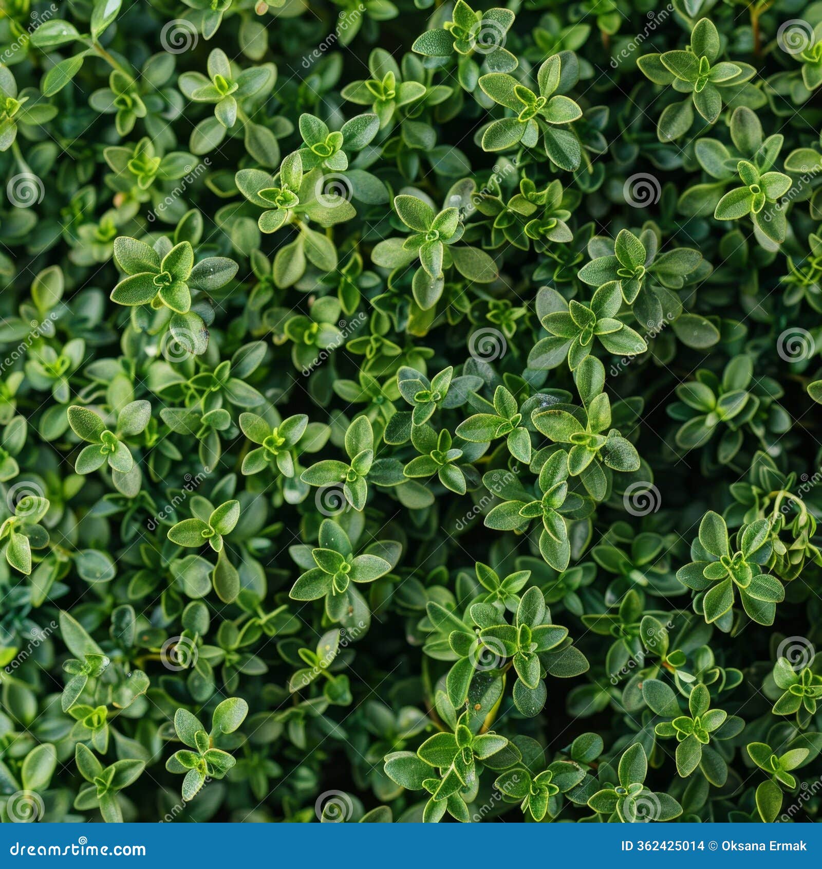 Thyme Texture Background, Thymus Leaf Banner, Thymus Vulgaris Pattern ...