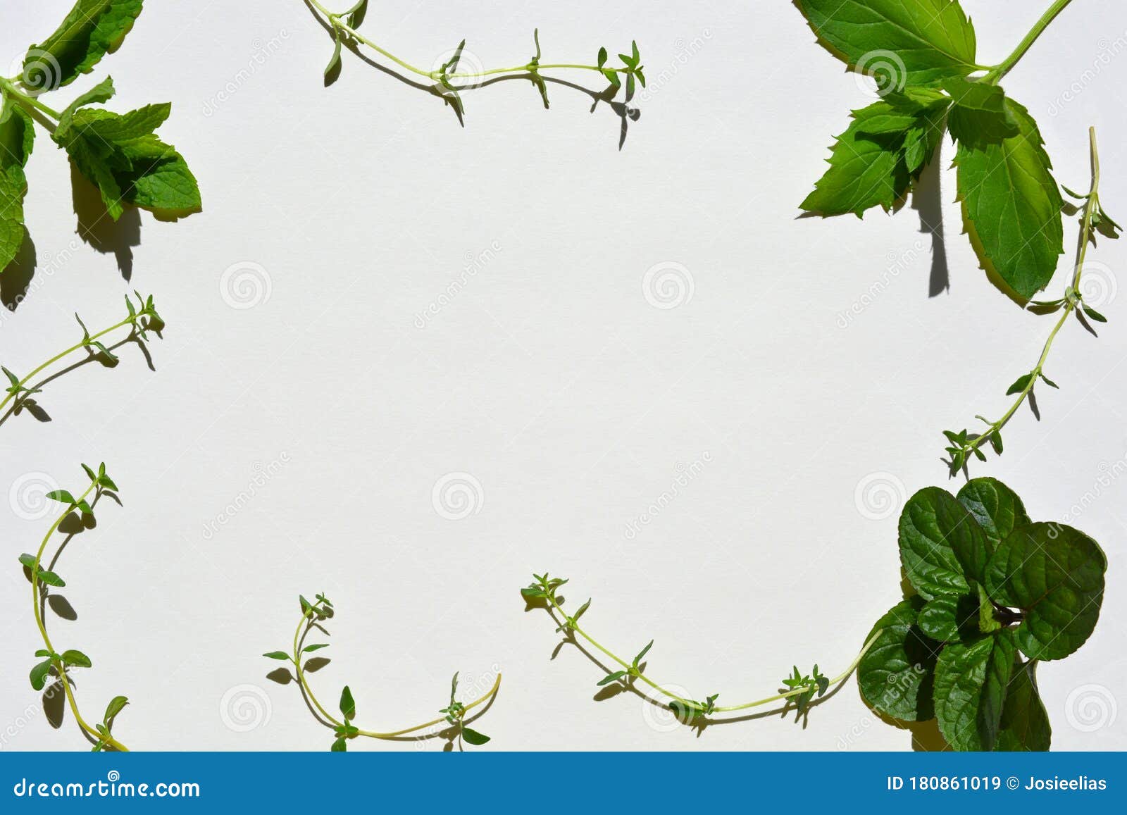 Thyme and Three Different Types of Culinary Mint, Spearmint, Peppermint ...