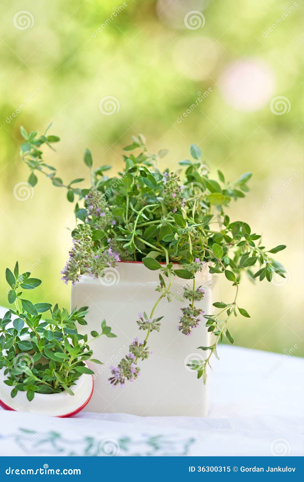 Thyme stock image. Image of plant, botanical, aromatic - 36300315
