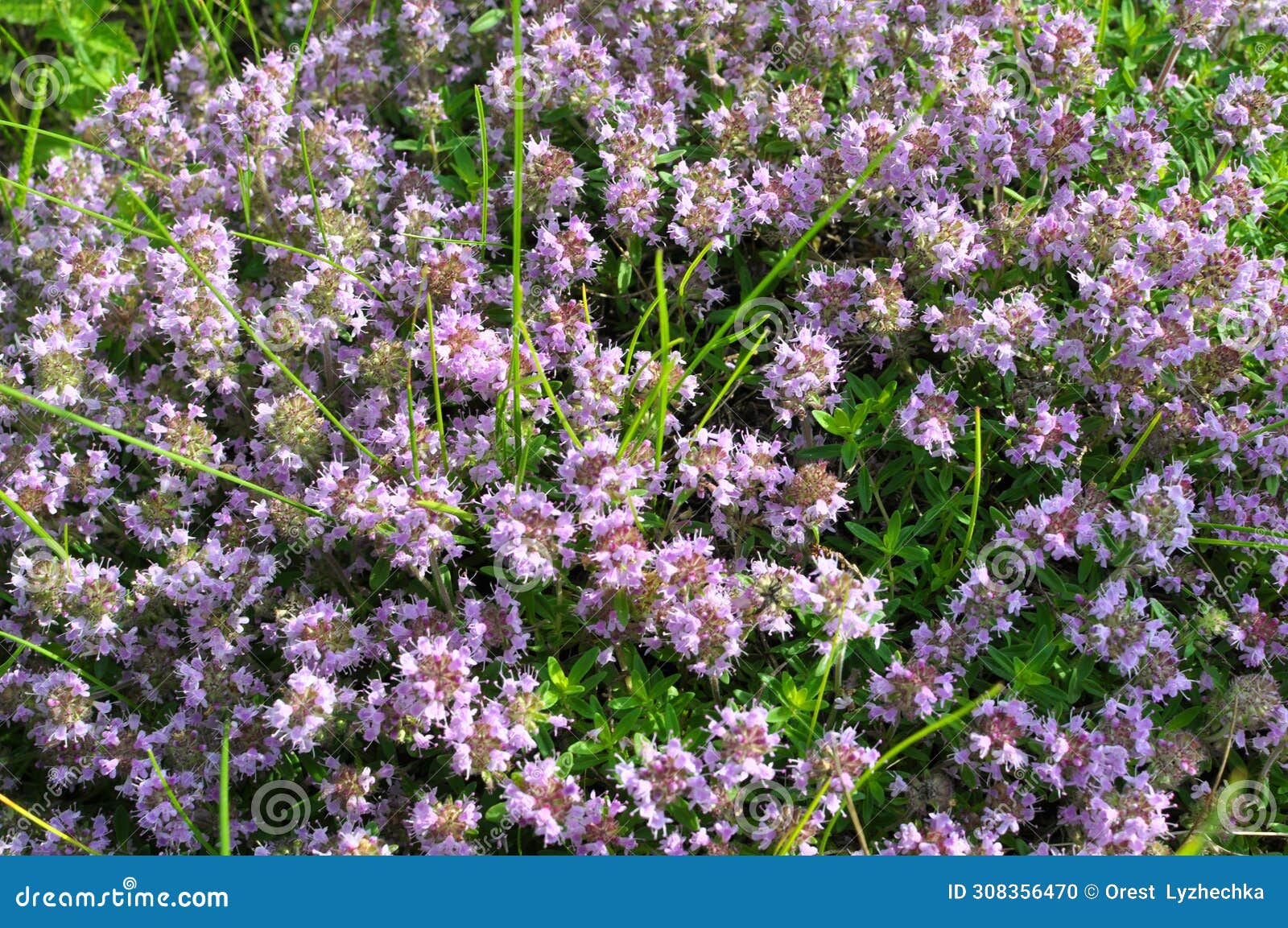 Thyme (Thymus Serpyllum) Blooms in Nature Stock Photo - Image of plant, leaf: 308356470