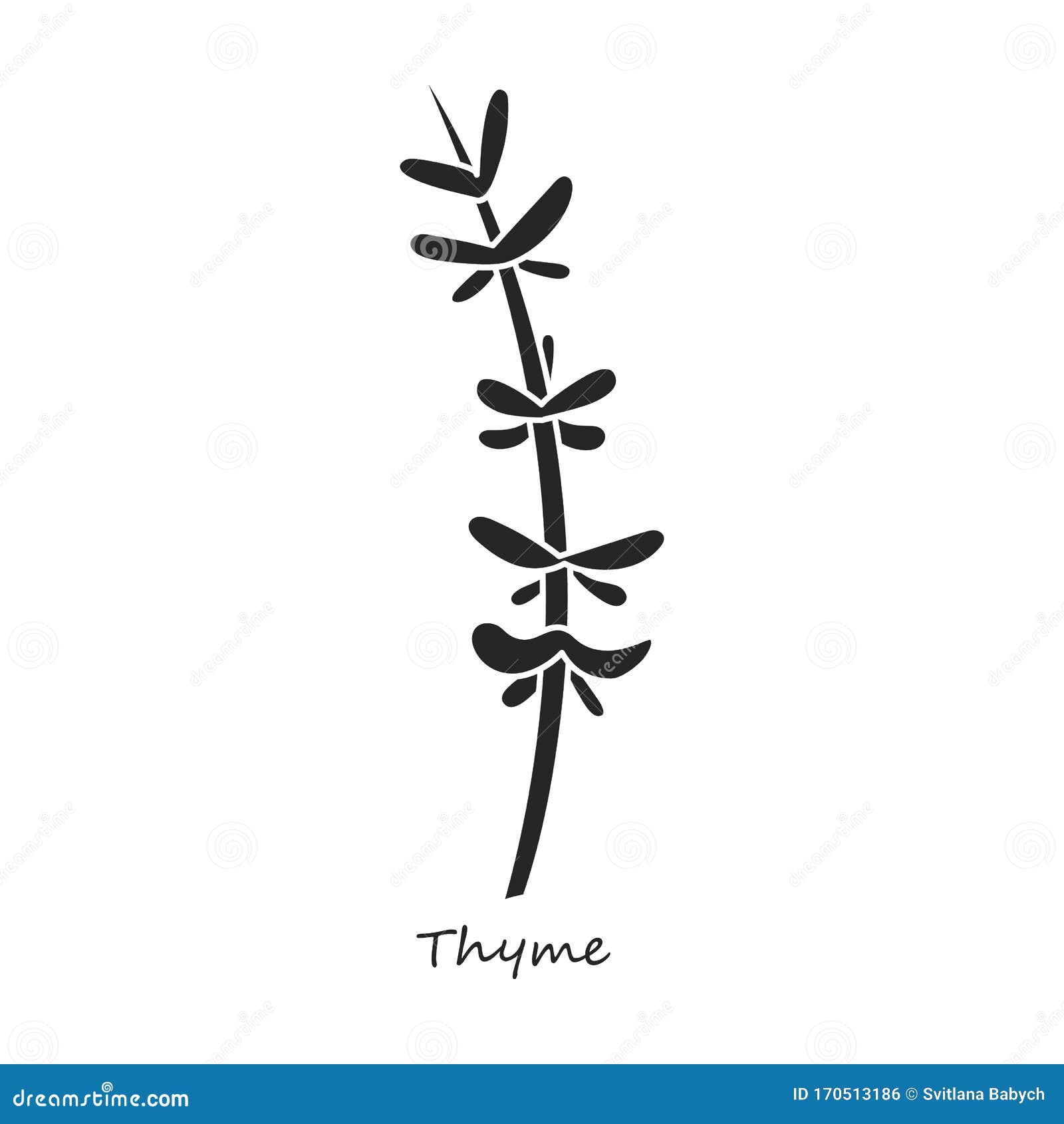 Thyme Vector Color Sketch Placed On Old Paper Bakground ...