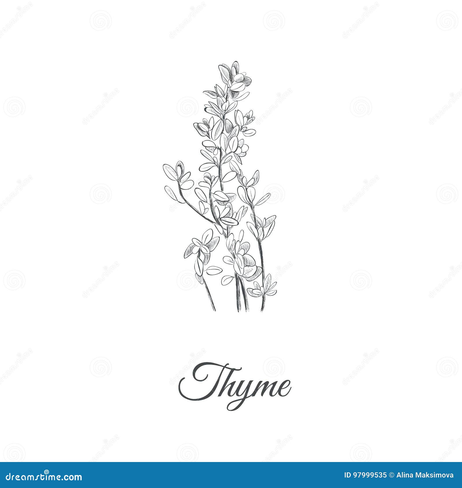 Thyme Vector Color Sketch Placed On Old Paper Bakground ...