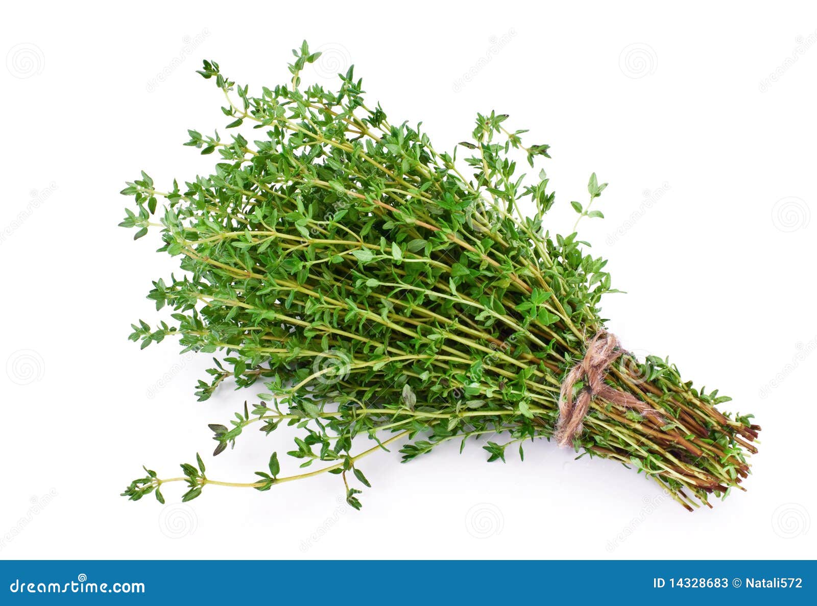 Thymian stockbild. Bild von gewürz, hintergrund, gesund - 14328683