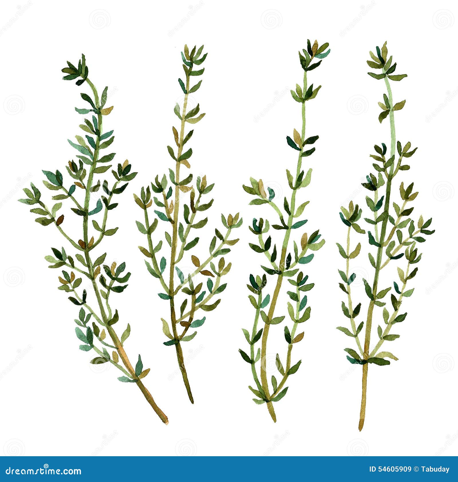 Thymian stock abbildung. Illustration von dekorativ, einstellen - 54605909