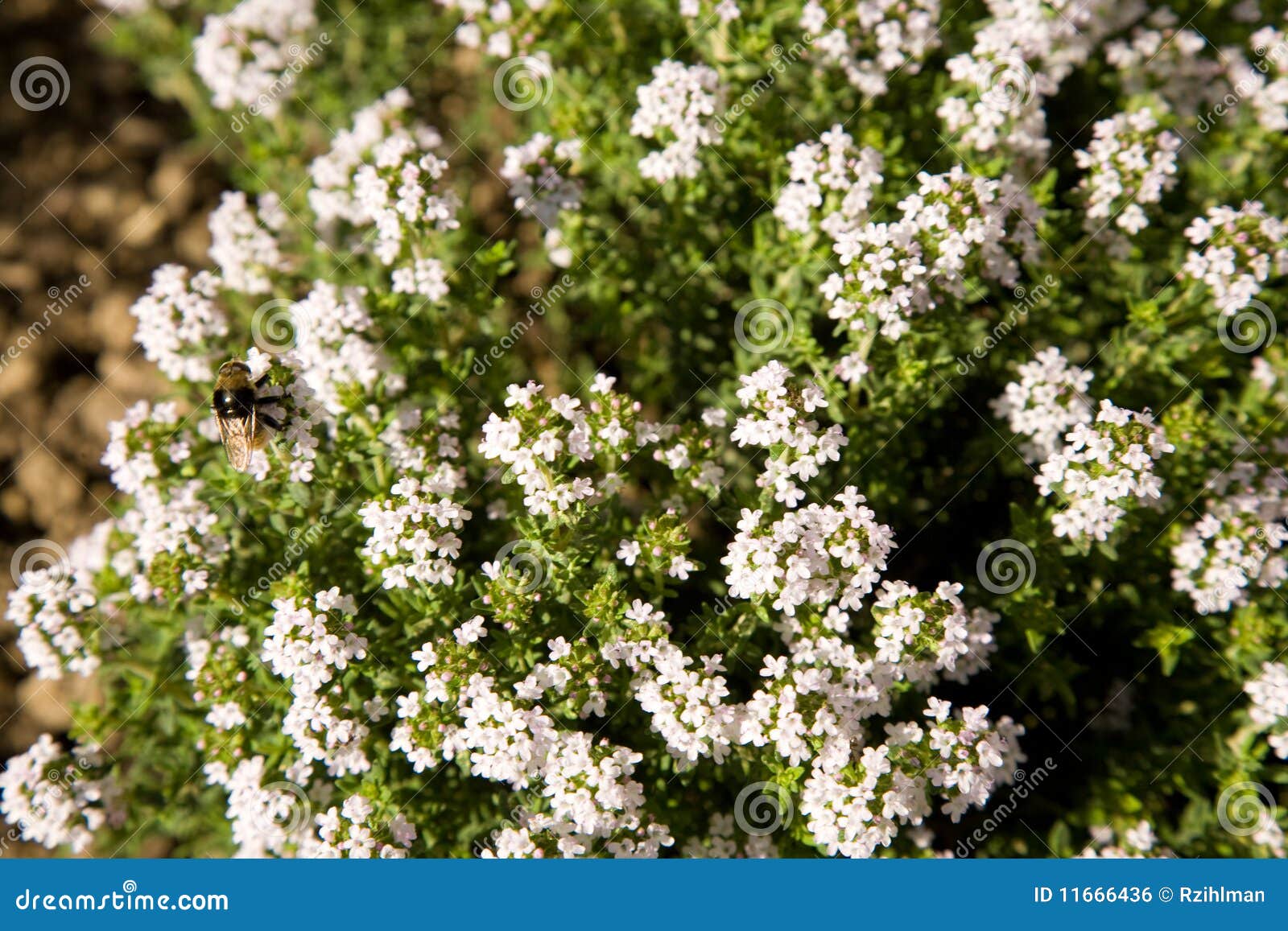 Thymian - thyme stock photo. Image of ingredients, fresh - 11666436