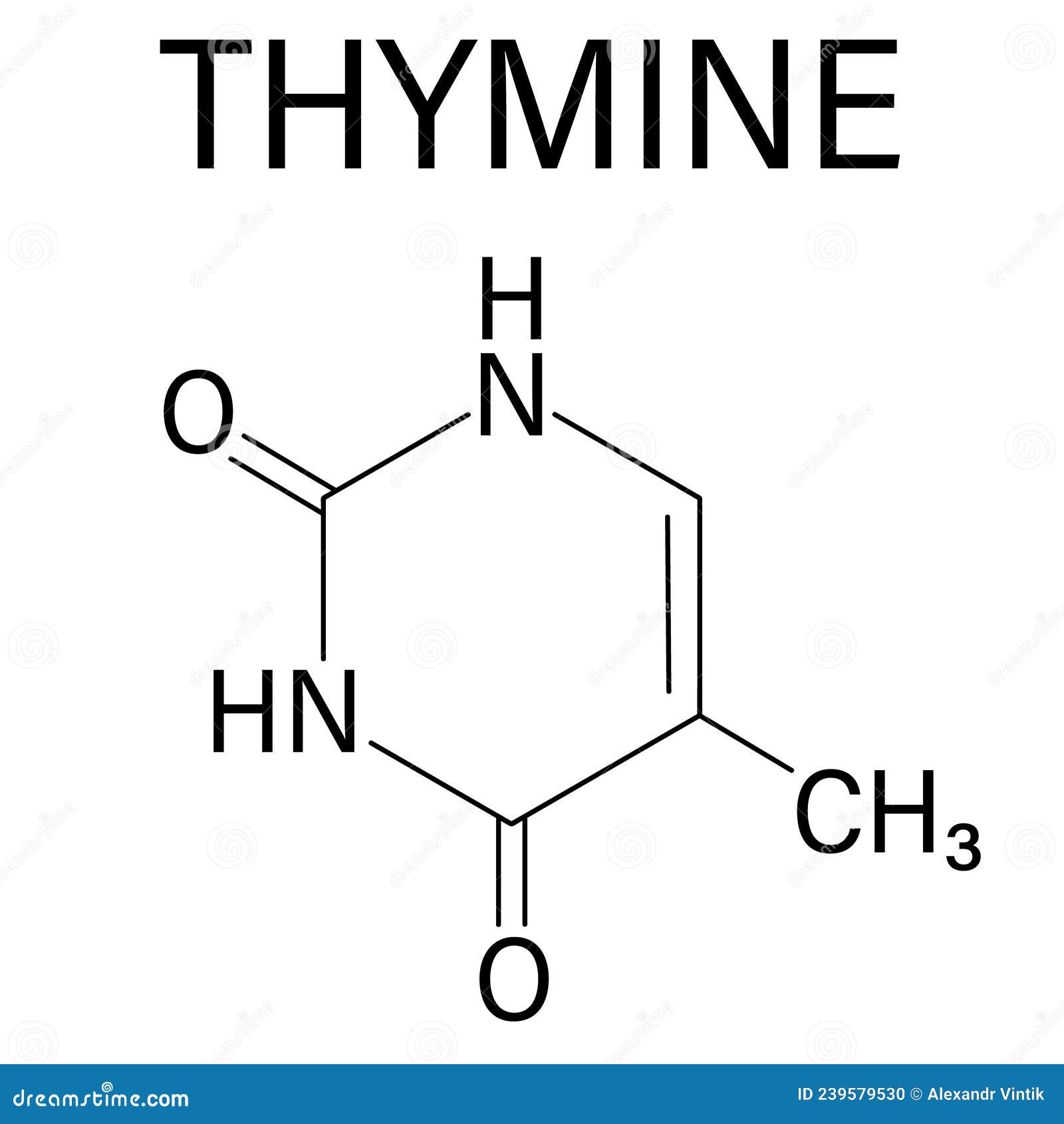 Thymine Structure