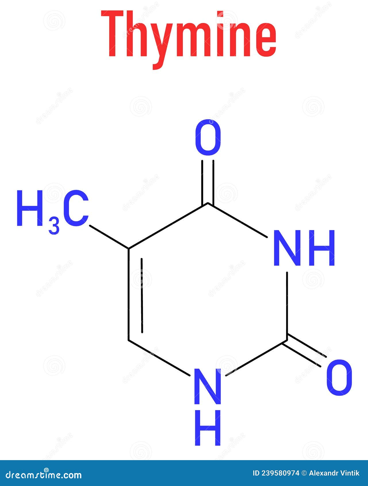 Thymine Nucleobase Molecule. Present In DNA. Skeletal Formula. Vector ...