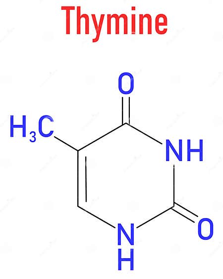 Thymine Nucleobase Molecule. Present in DNA. Skeletal Formula Stock ...