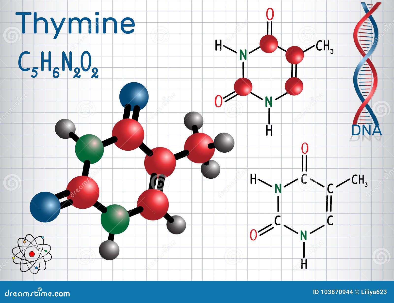 Thymine Nucleobase Molecule. Present In DNA. Skeletal Formula. Vector ...