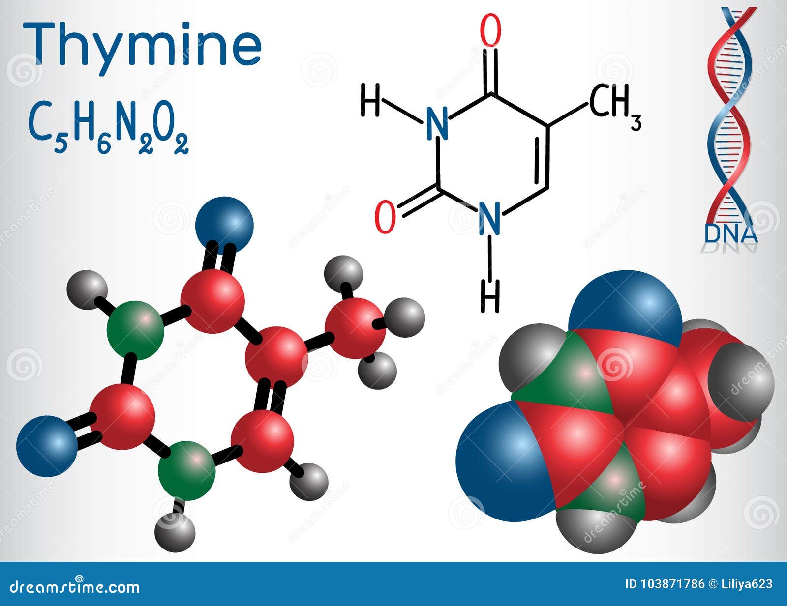 Thymine (T) Nucleobase Molecule. Present In DNA Cartoon Vector ...