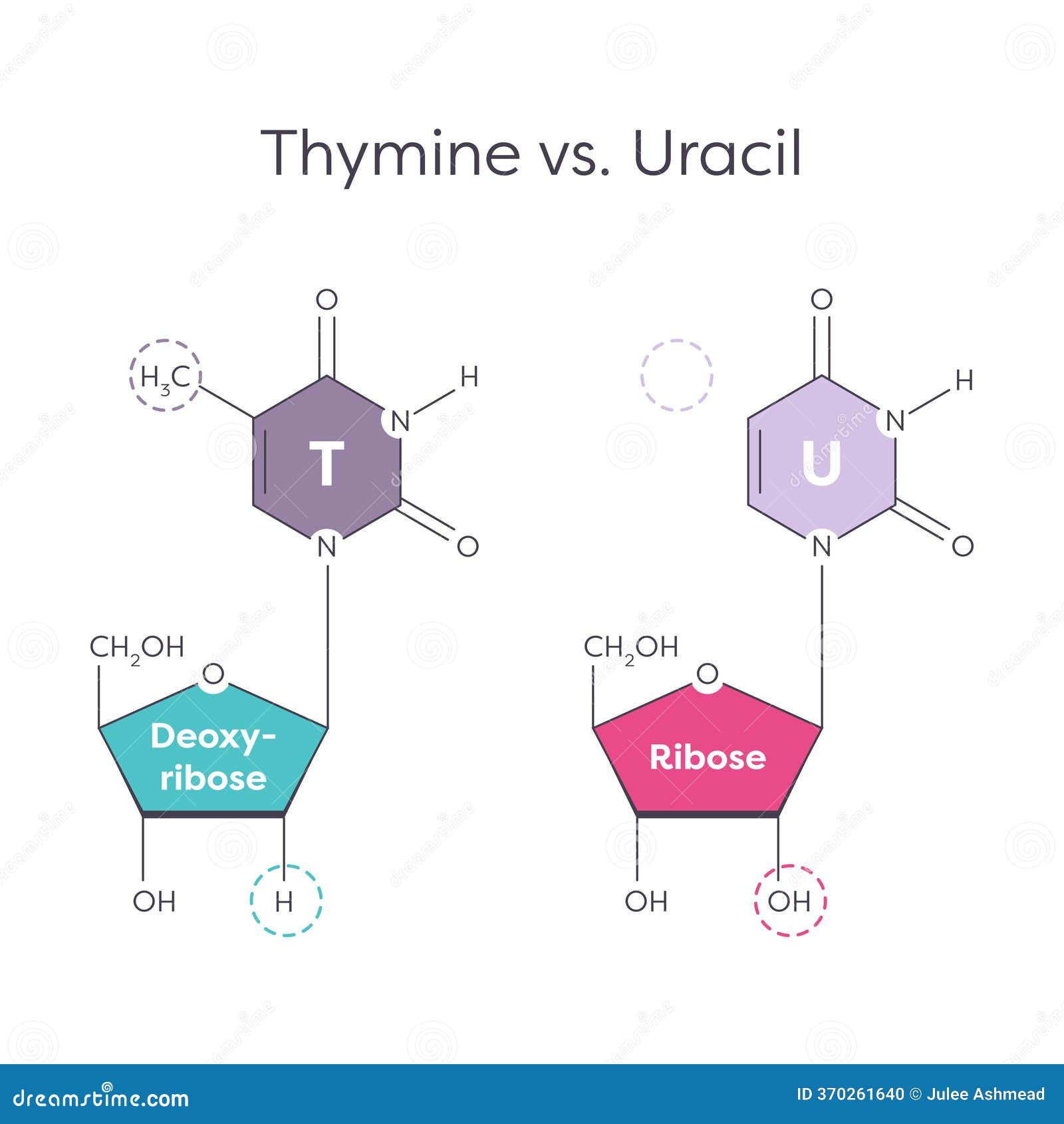Nitrogenous Bases, Adenine, Guanine, Cytosine, Thymine, Uracil ...
