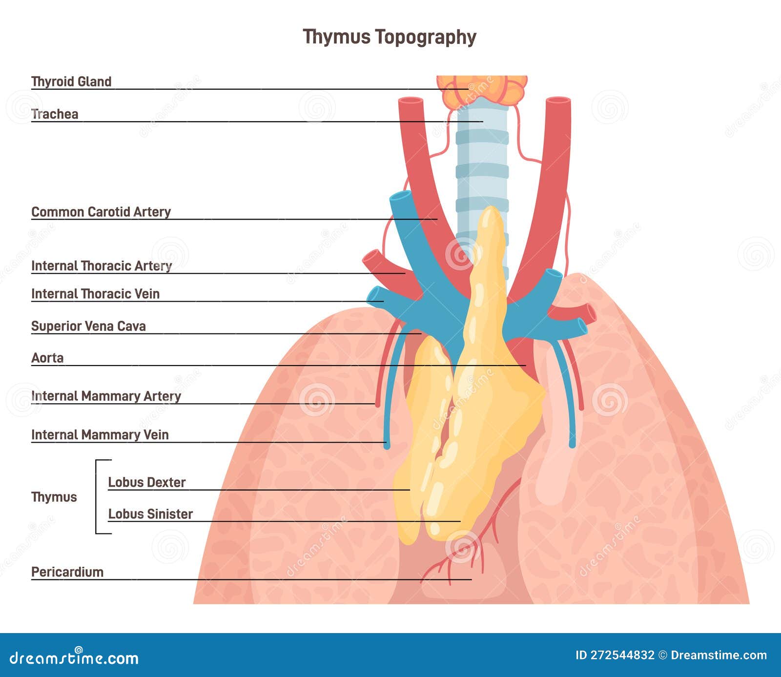Thymus Anatomy And Blood Supply. Primary Lymphoid Organ Of The Human ... Thymus Anatomy And Blood Supply. Primary Lymphoid Organ Of The Human ...