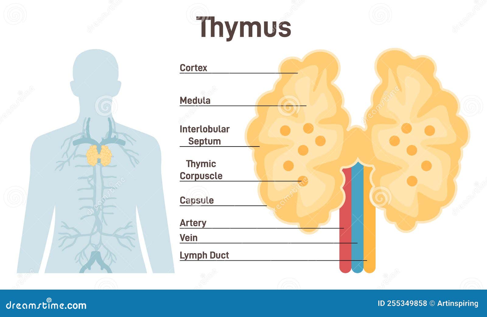 Thymus Anatomy. Primary Lymphoid Organ Of The Human Immune Vector ... Thymus Anatomy. Primary Lymphoid Organ Of The Human Immune Vector ...